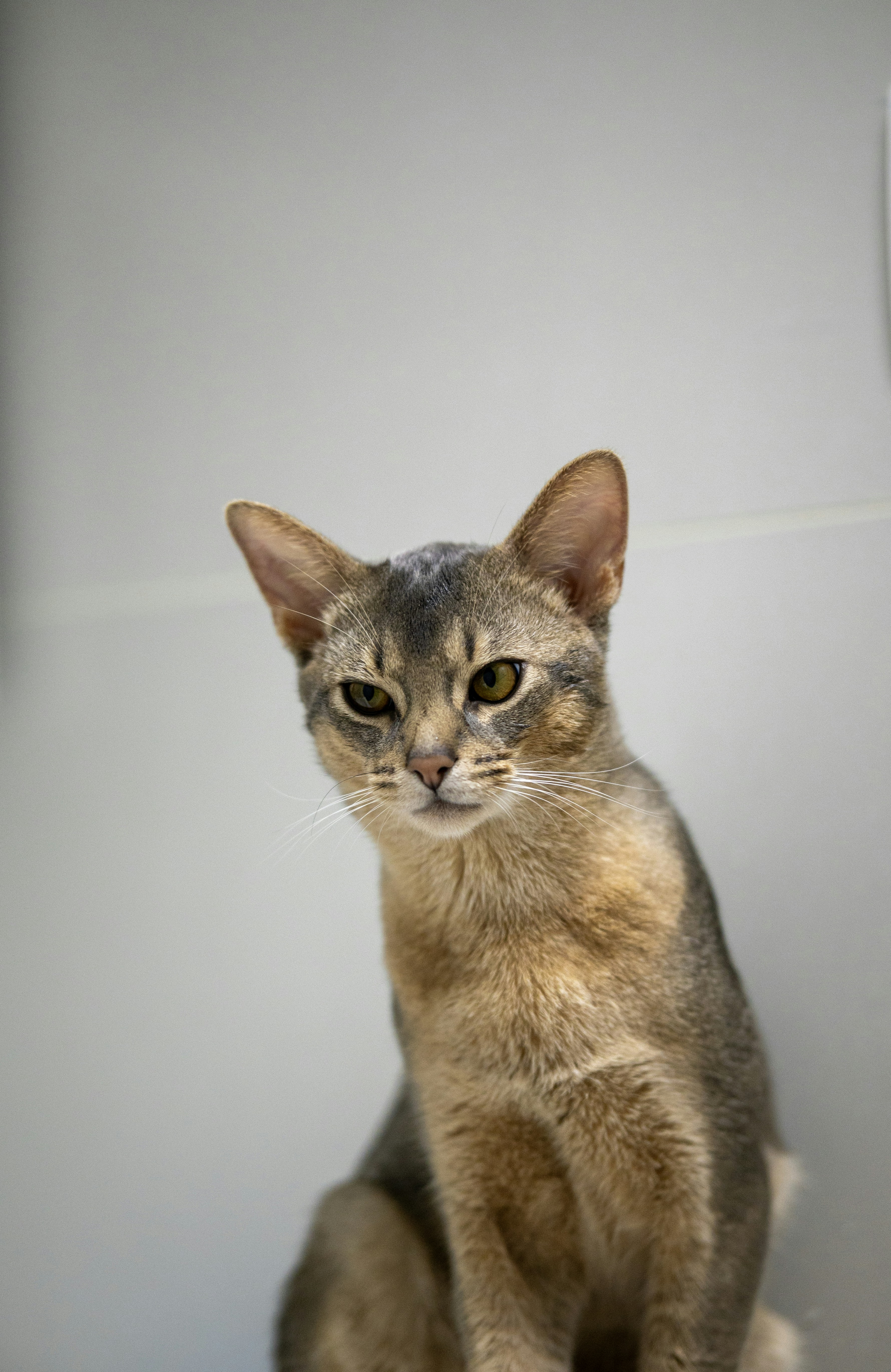 Quiet Confidence: A Cat’s Gaze in Soft Light
