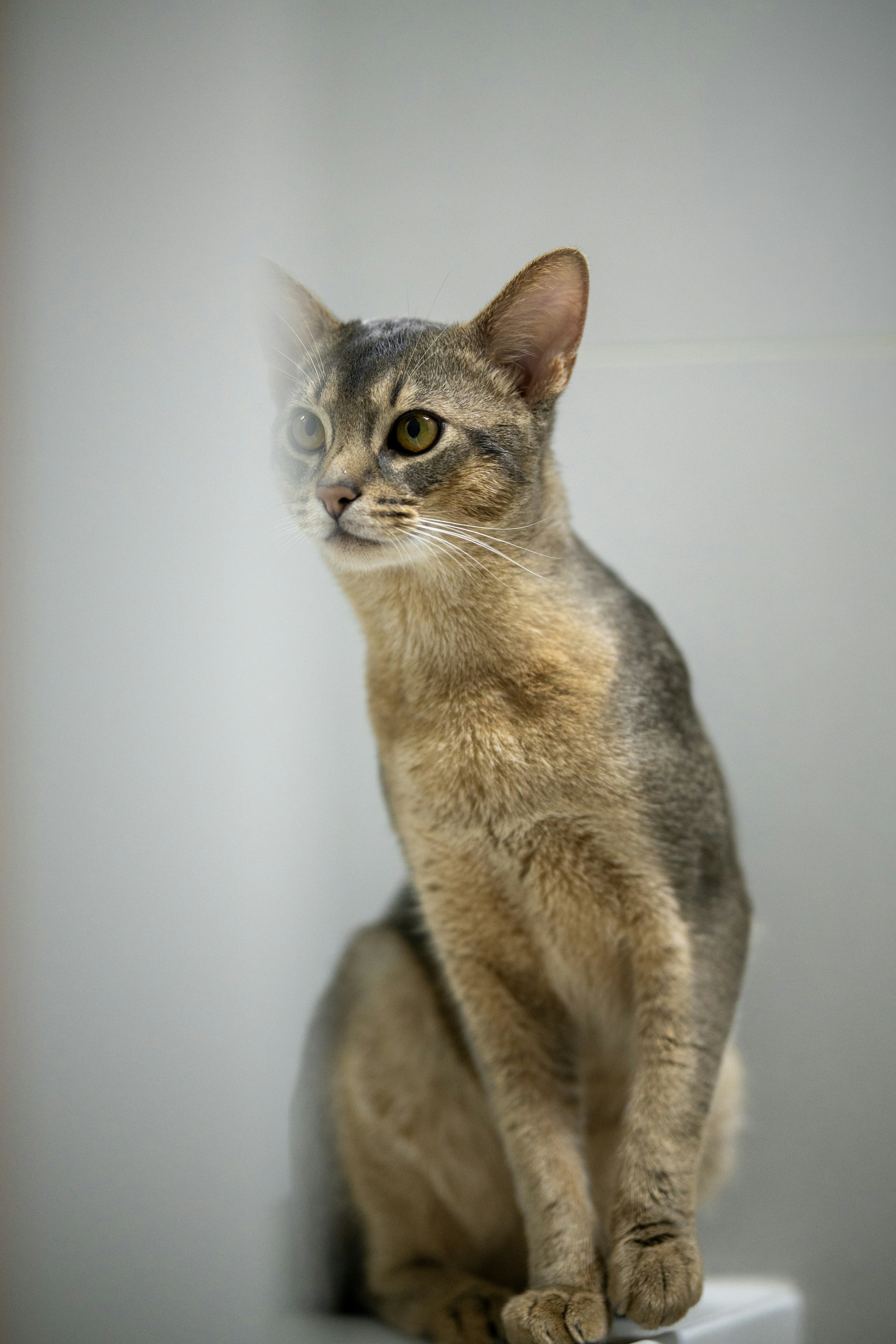 Azure Gaze: A Curious Cat in Soft Focus Light