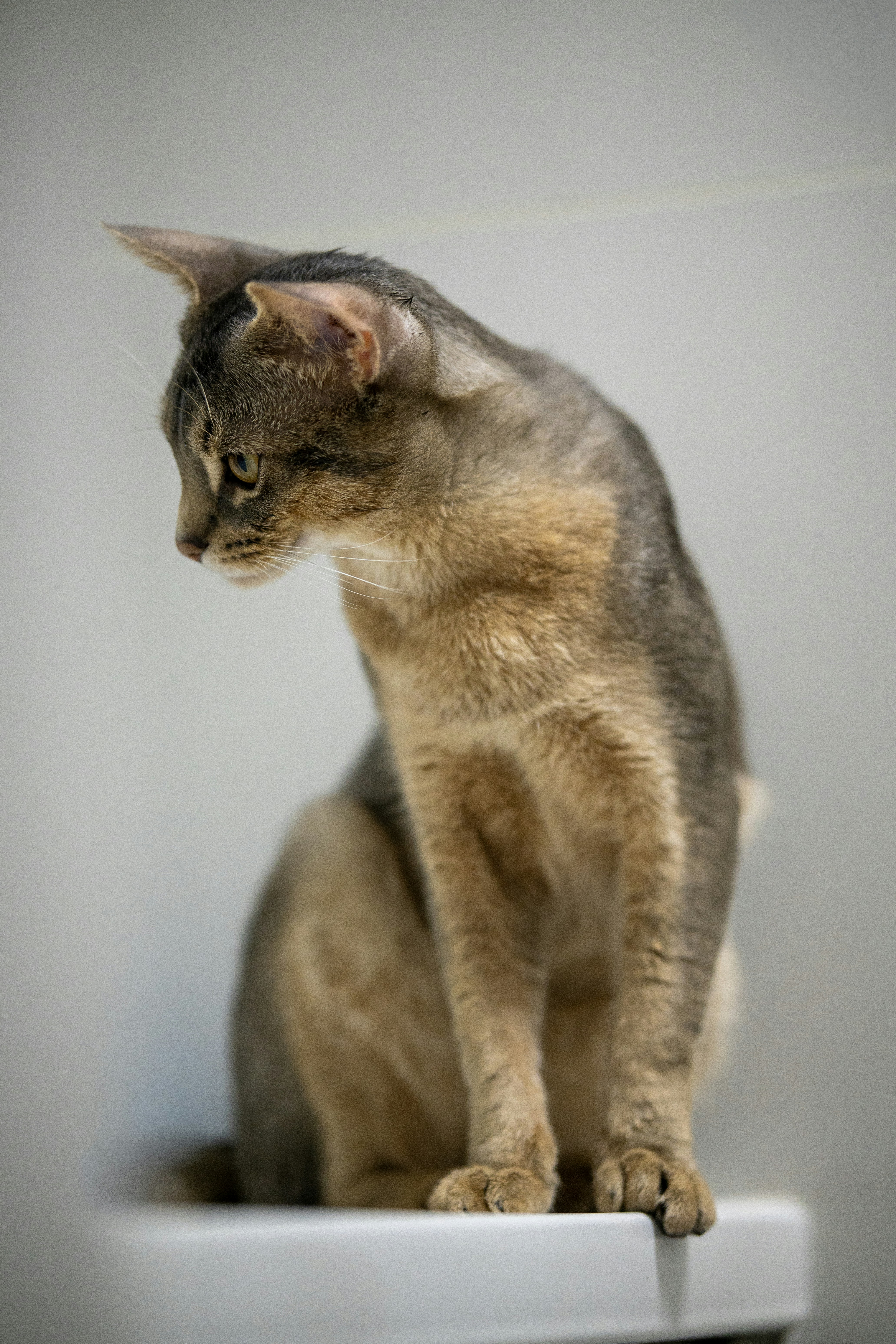 Curious Cat Pauses on the Edge of Shadowed Surface