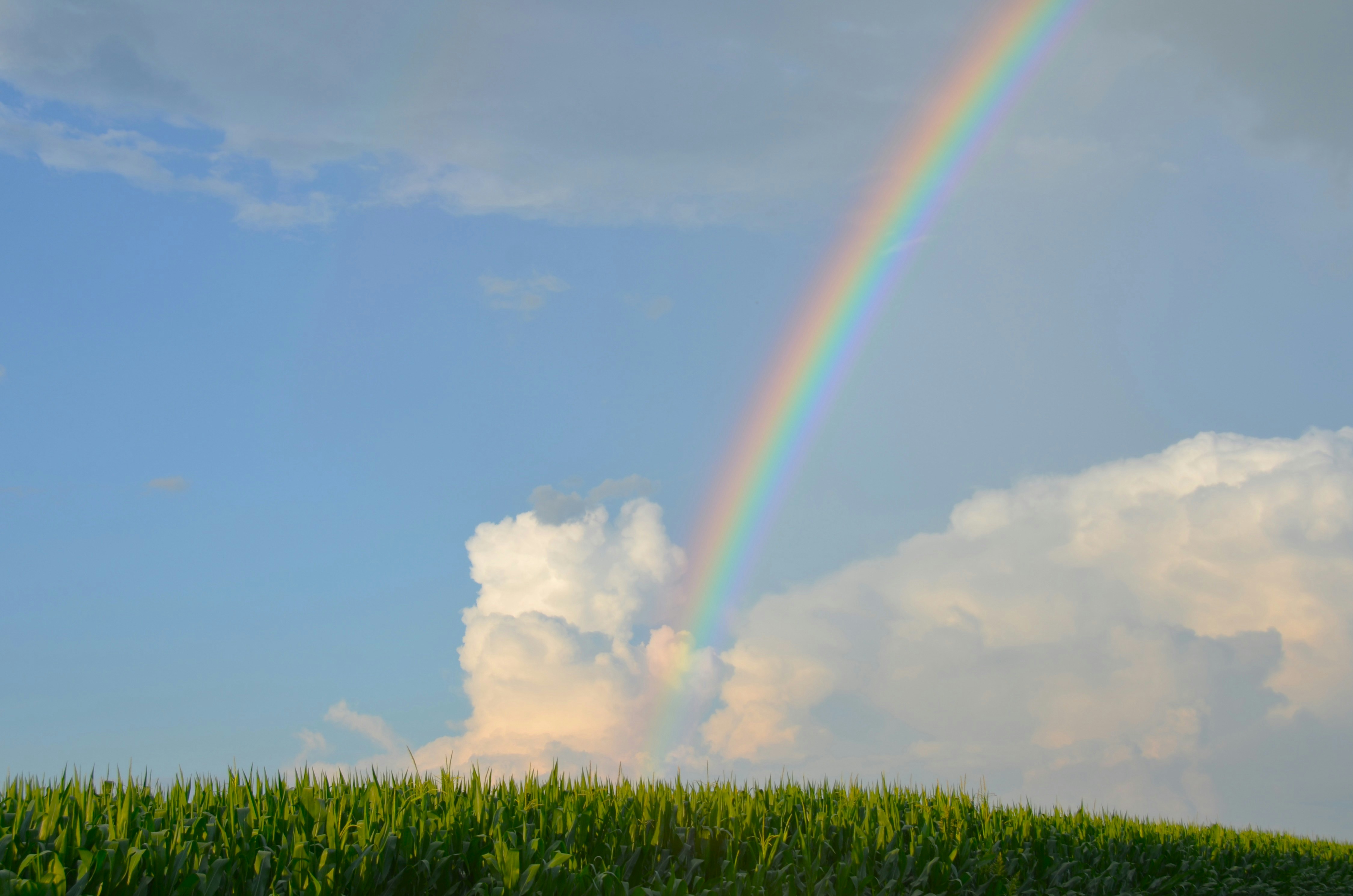 A vibrant rainbow over a green field and blue sky.