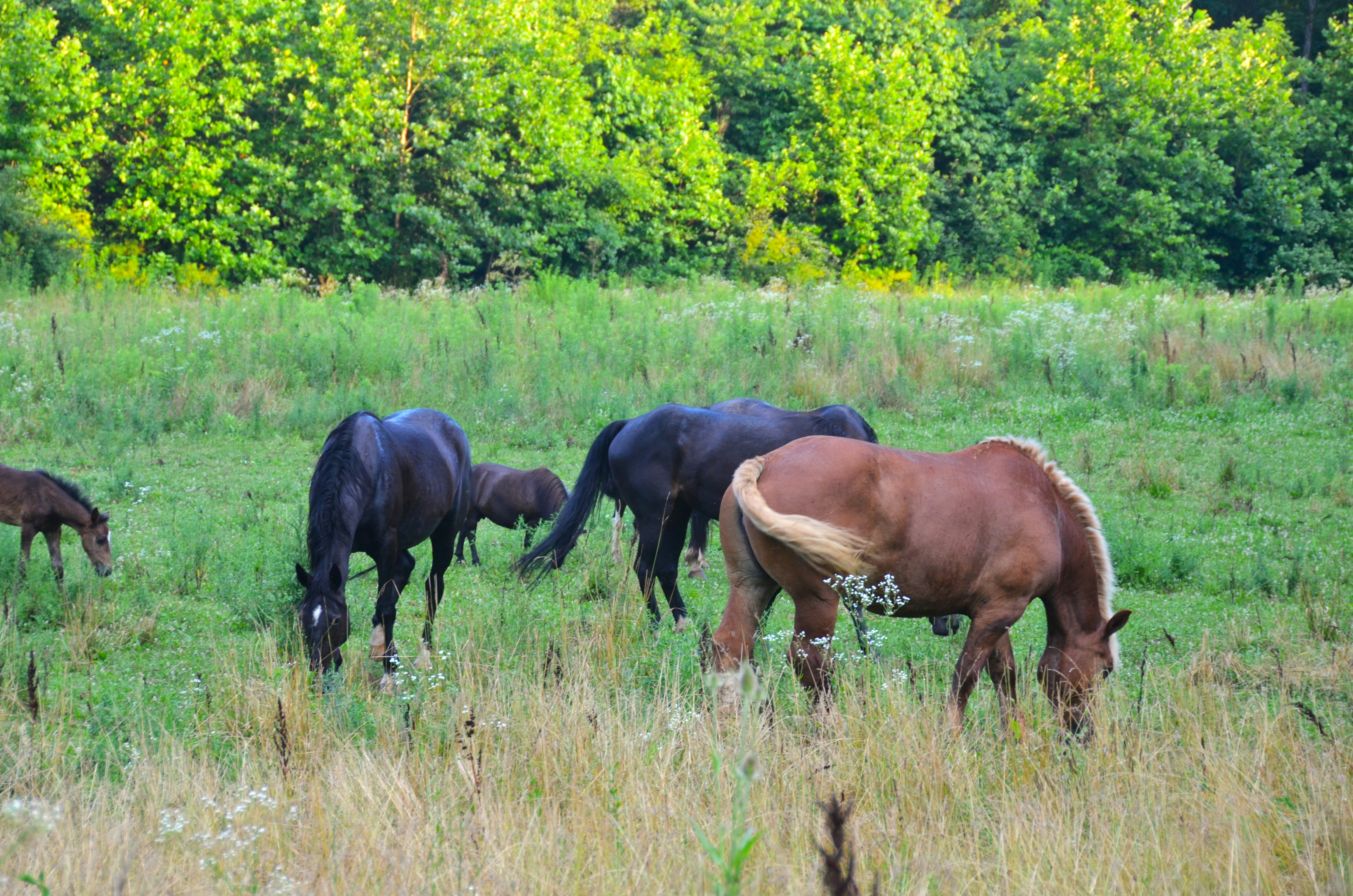 Grazing Harmony: A Small Herd in Sunlit Meadow