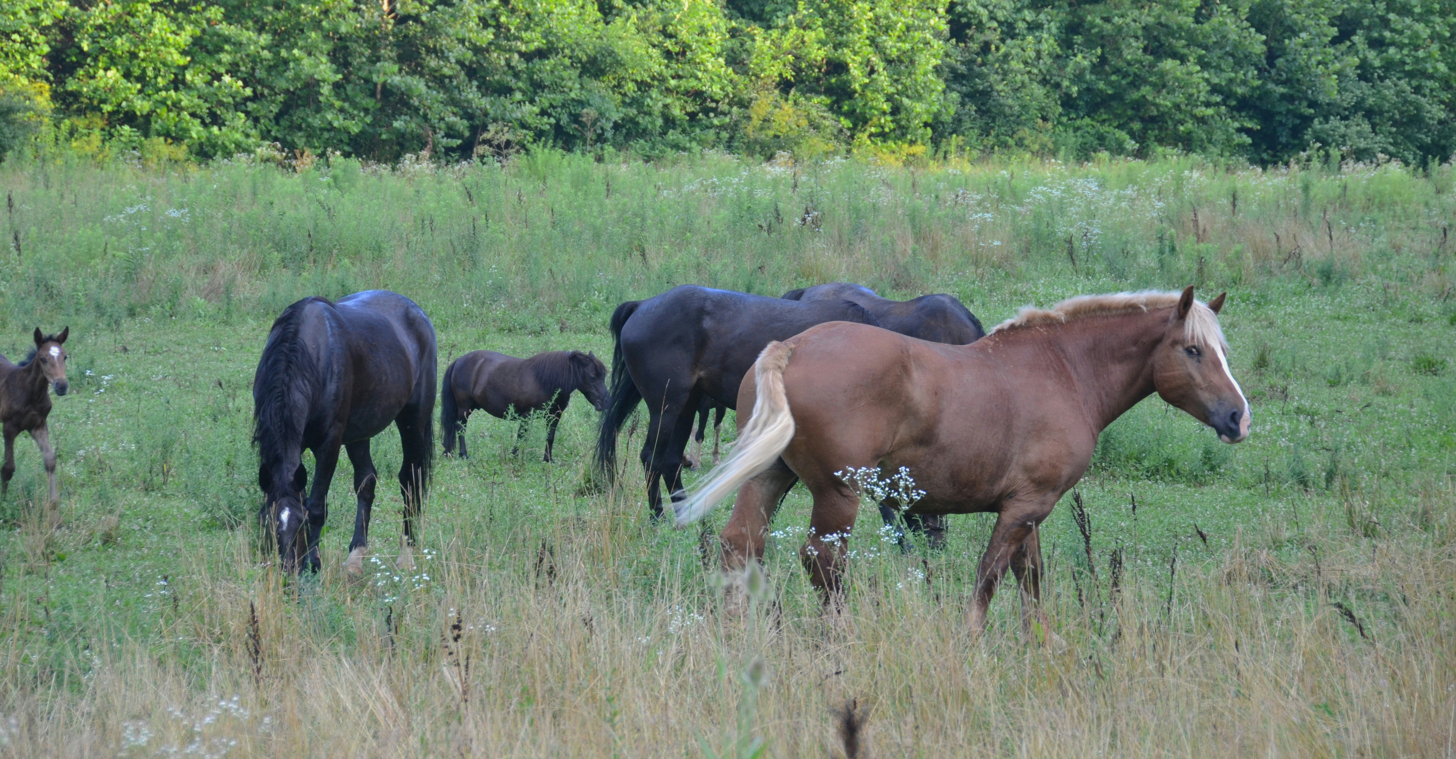 Chestnut Lead Horse Trotting Past a Grazing Herd