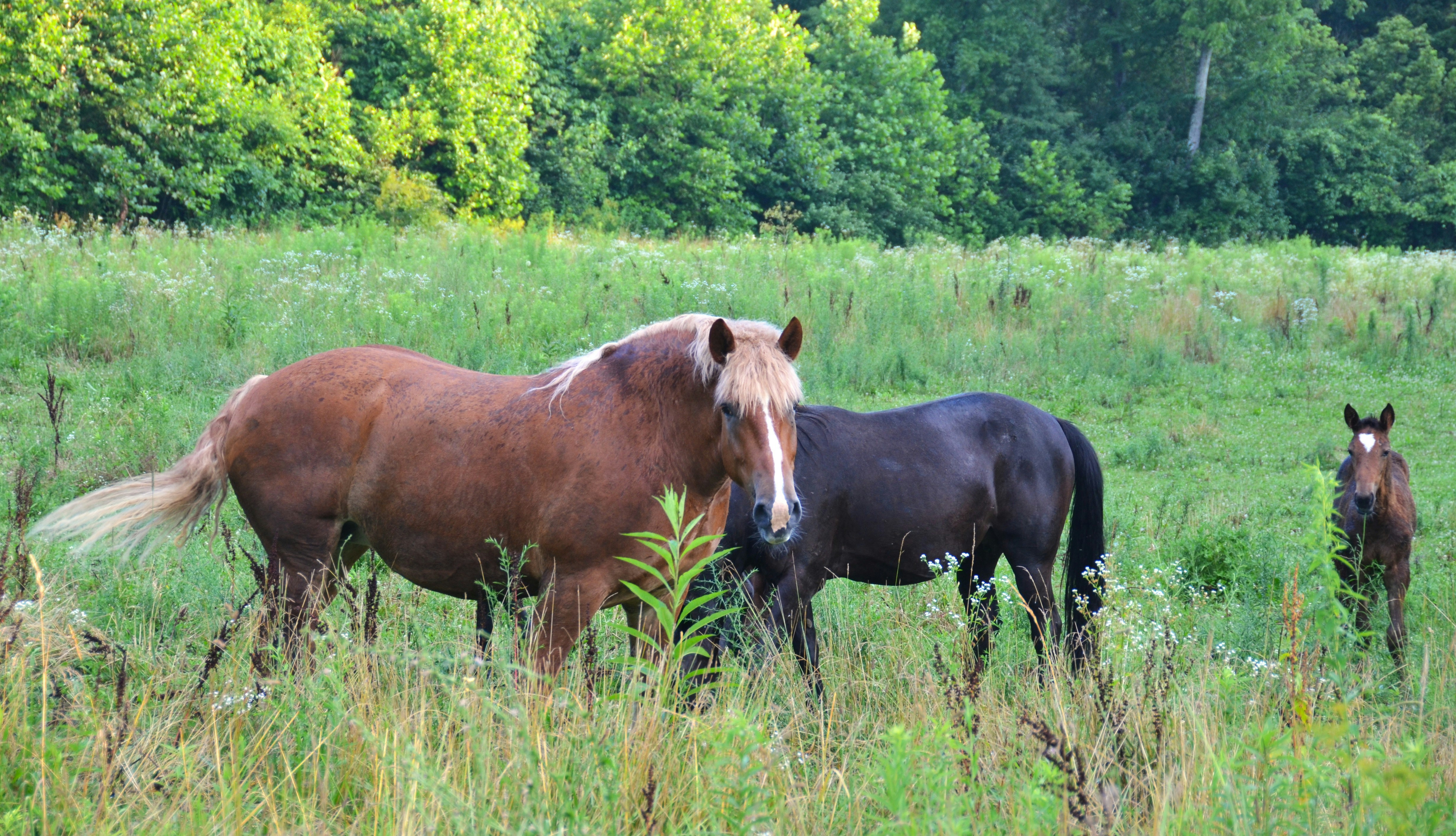 Horses in a Quiet Meadow: A Trio at Dusk