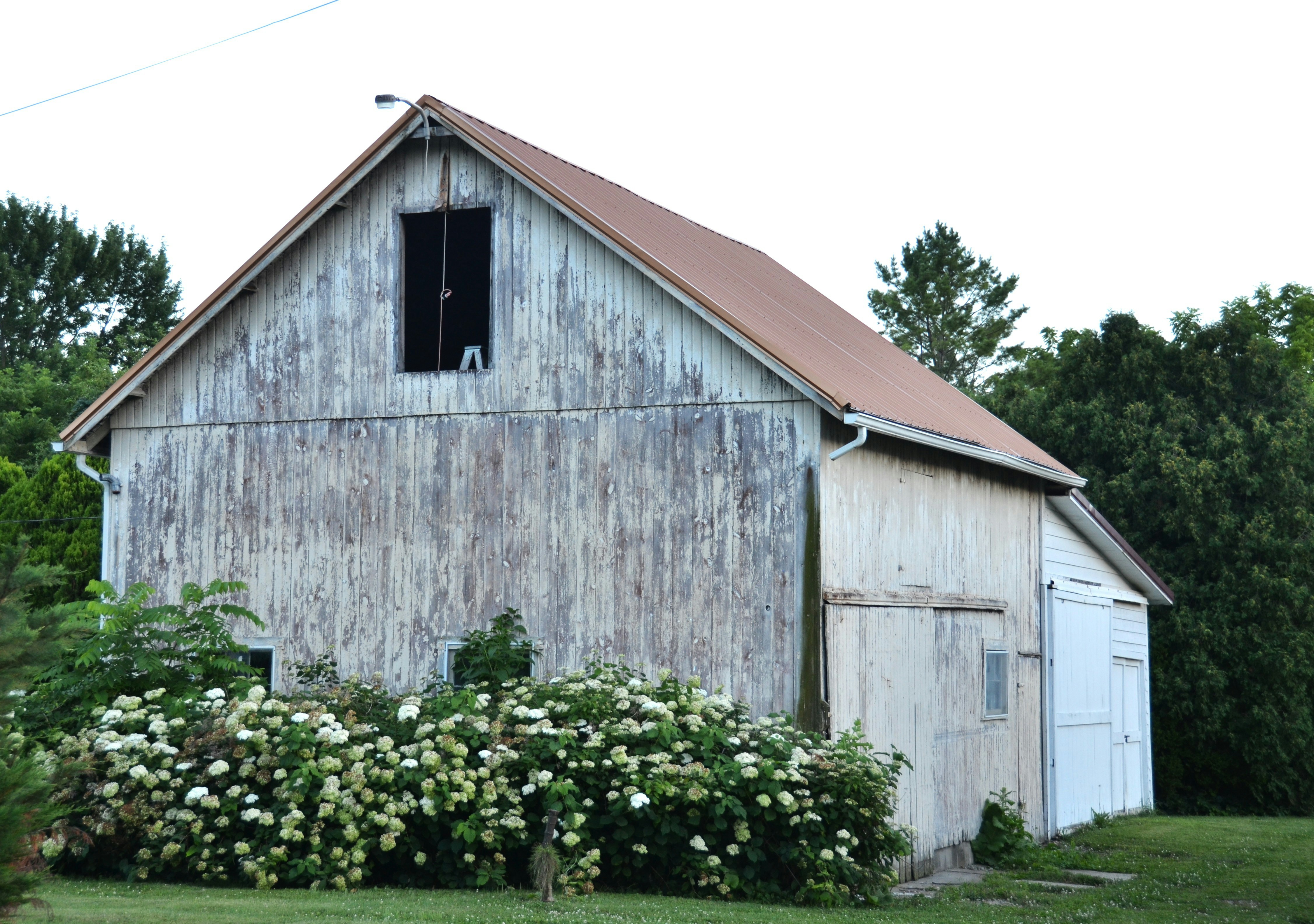 Weathered Barn in Bloom: A Quiet Rural Portrait