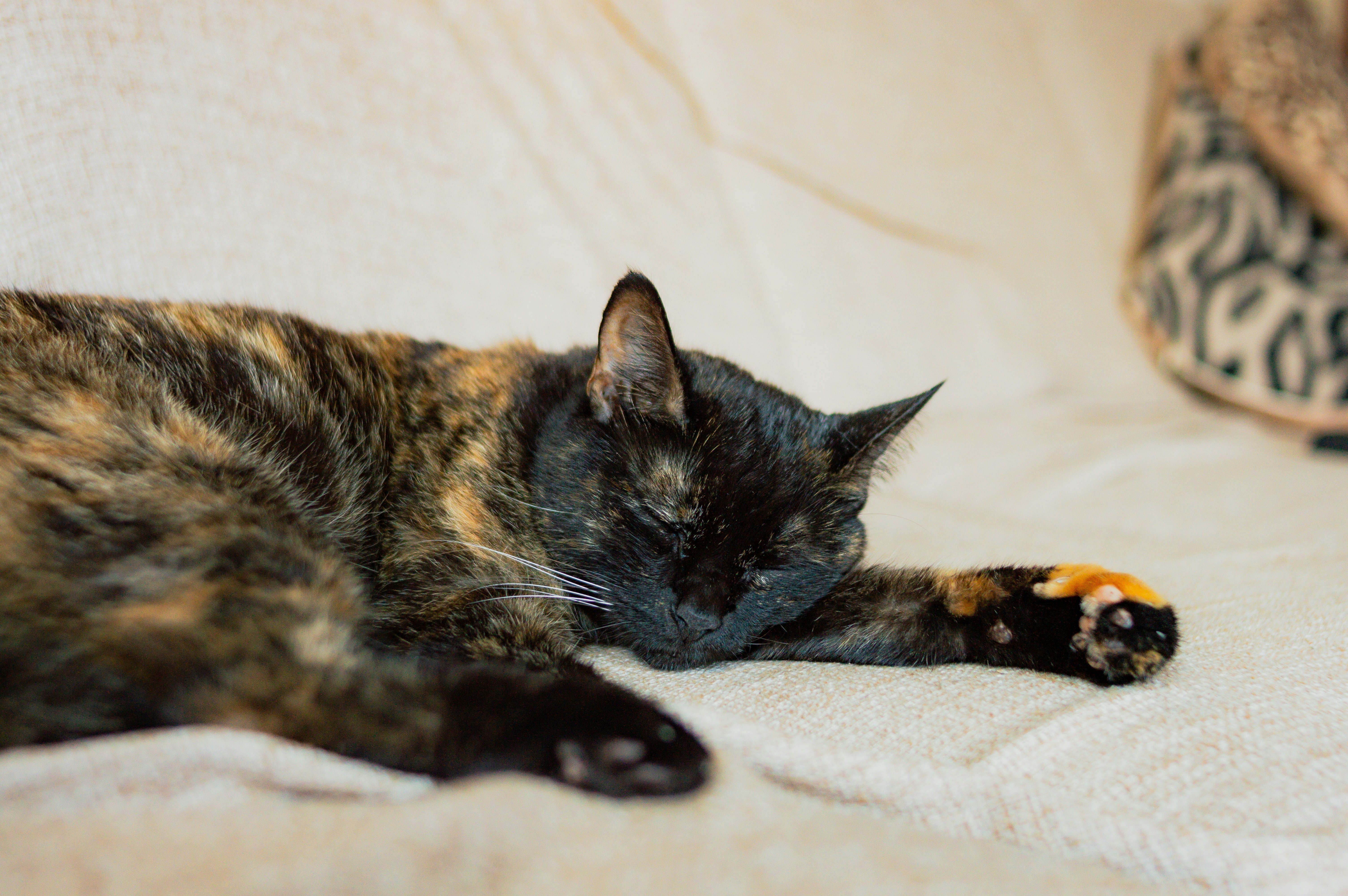 Cozy Tortie in Soft Sunlight on a Cream Couch