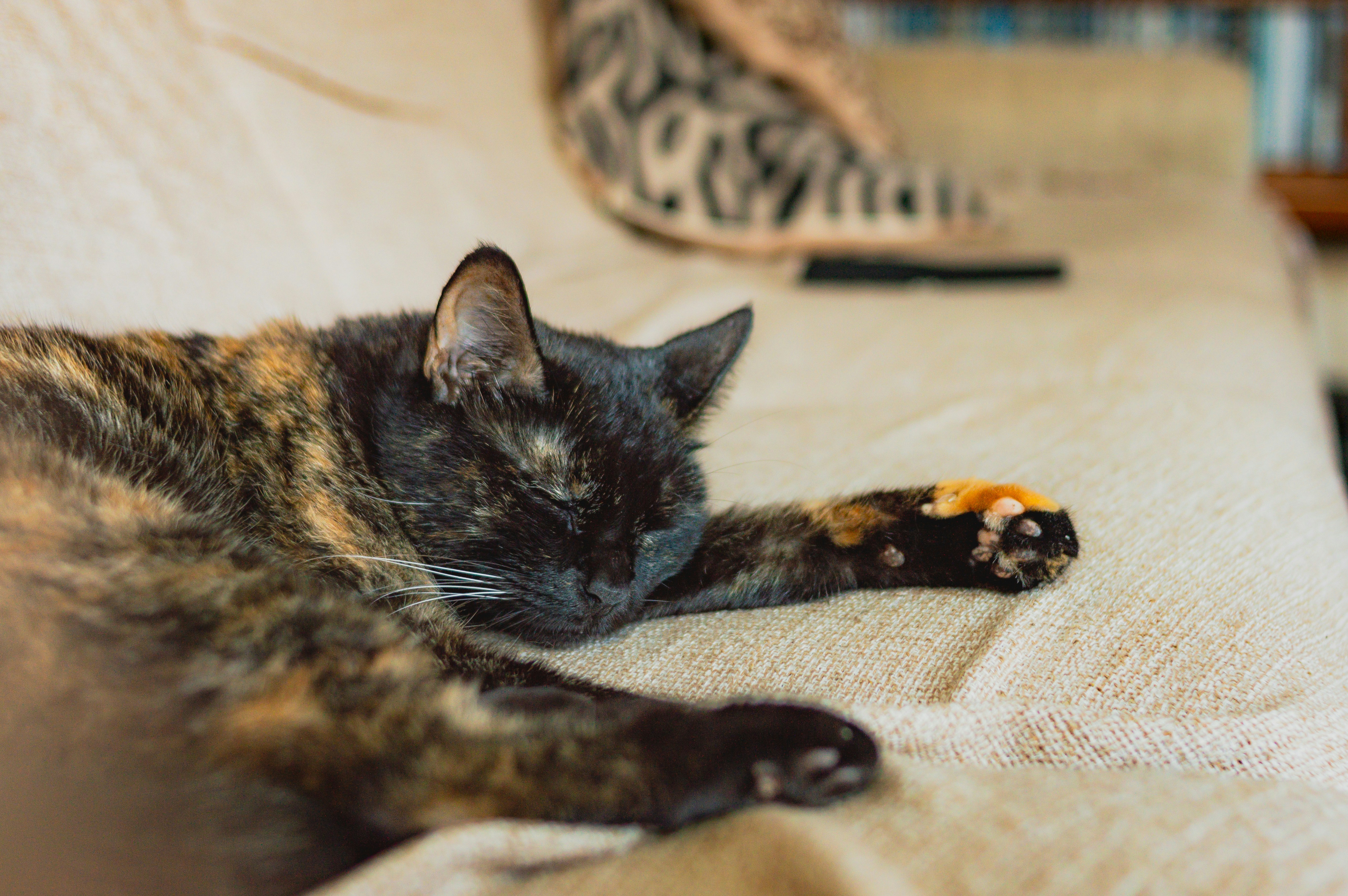 Sunlit Slumber: A Calico Cat Resting on a Couch Edge