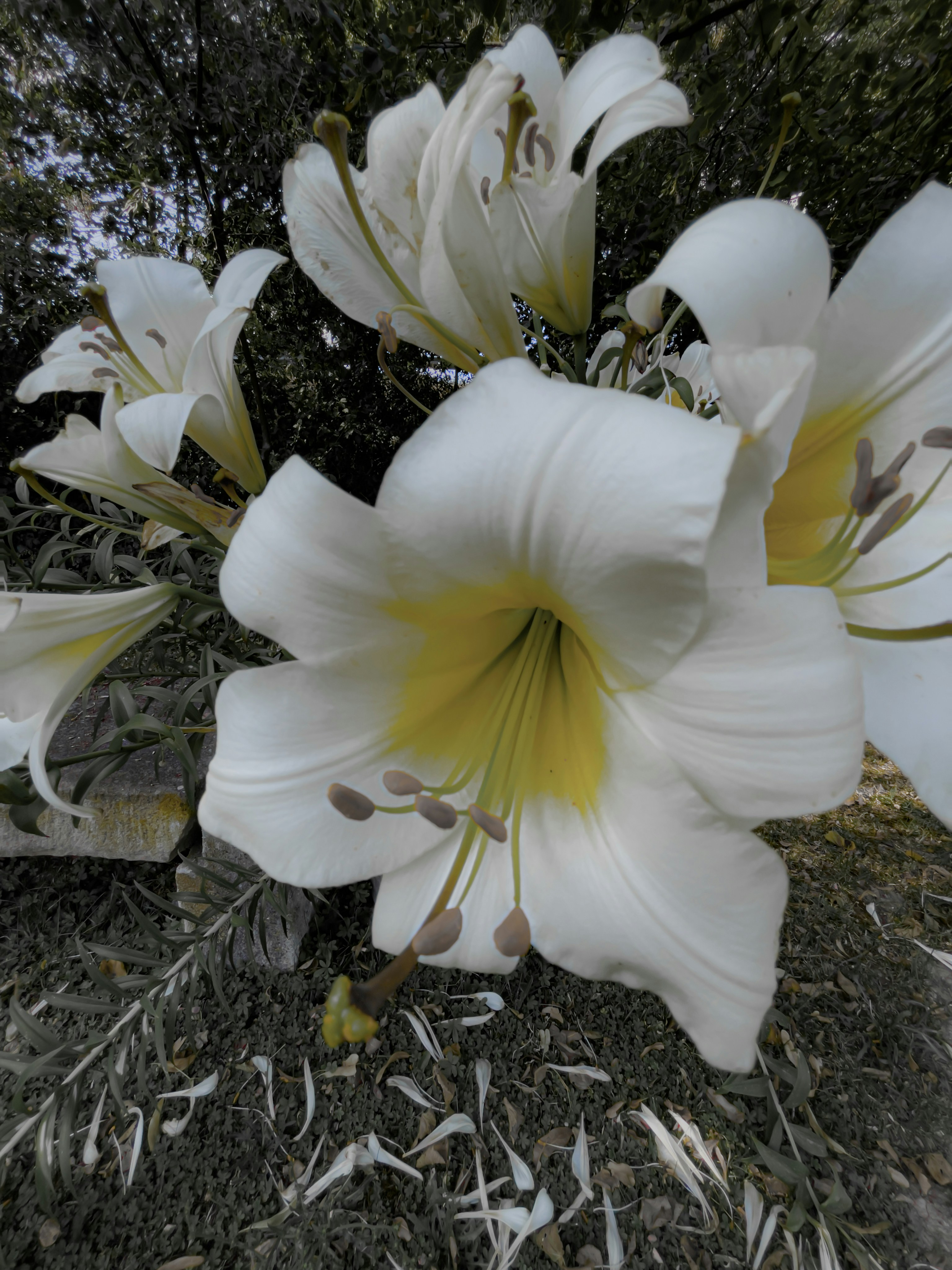 Close-up of a cluster of white lilies with soft yellow centers