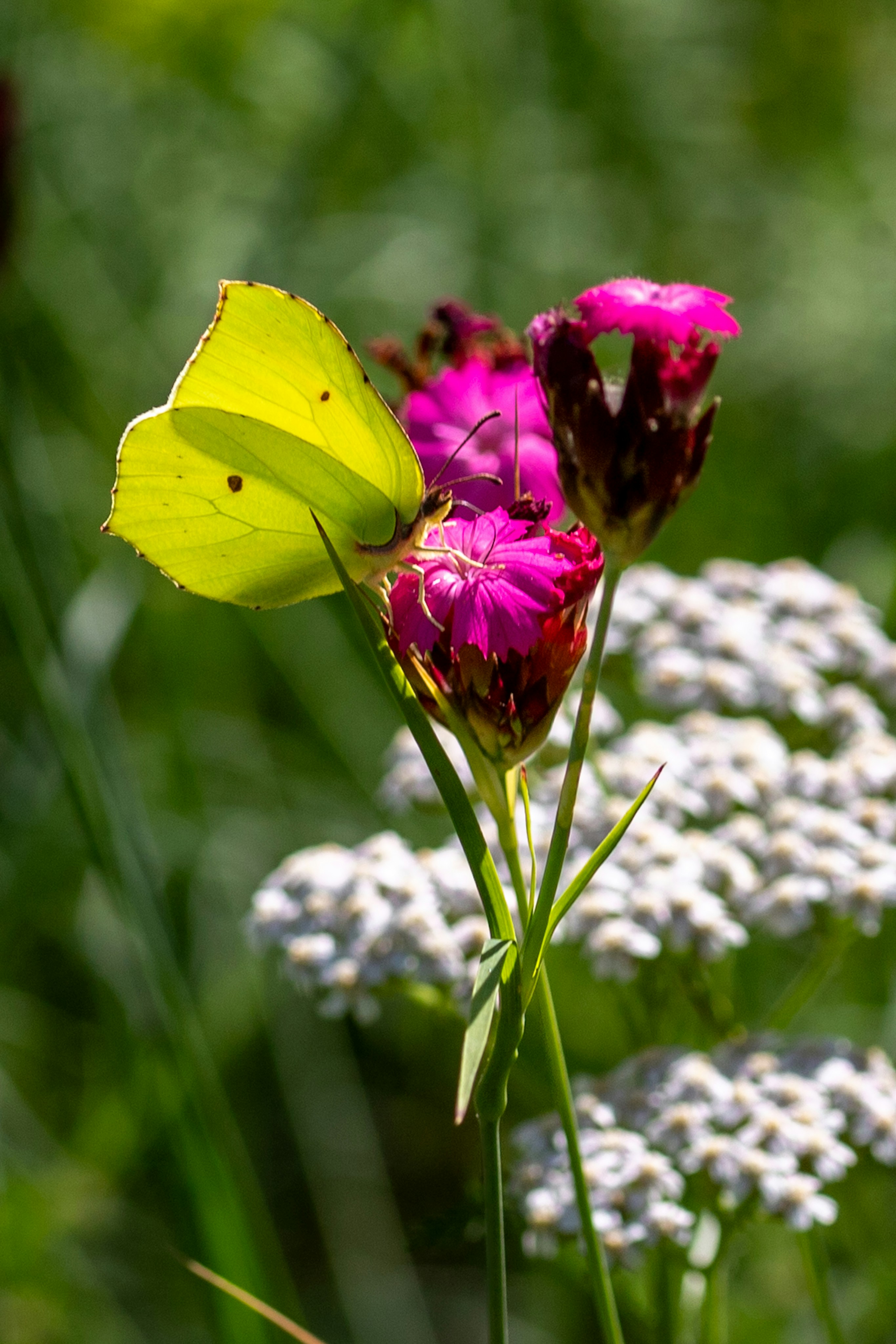 Yellow Butterfly Anchored on Magenta Bloom