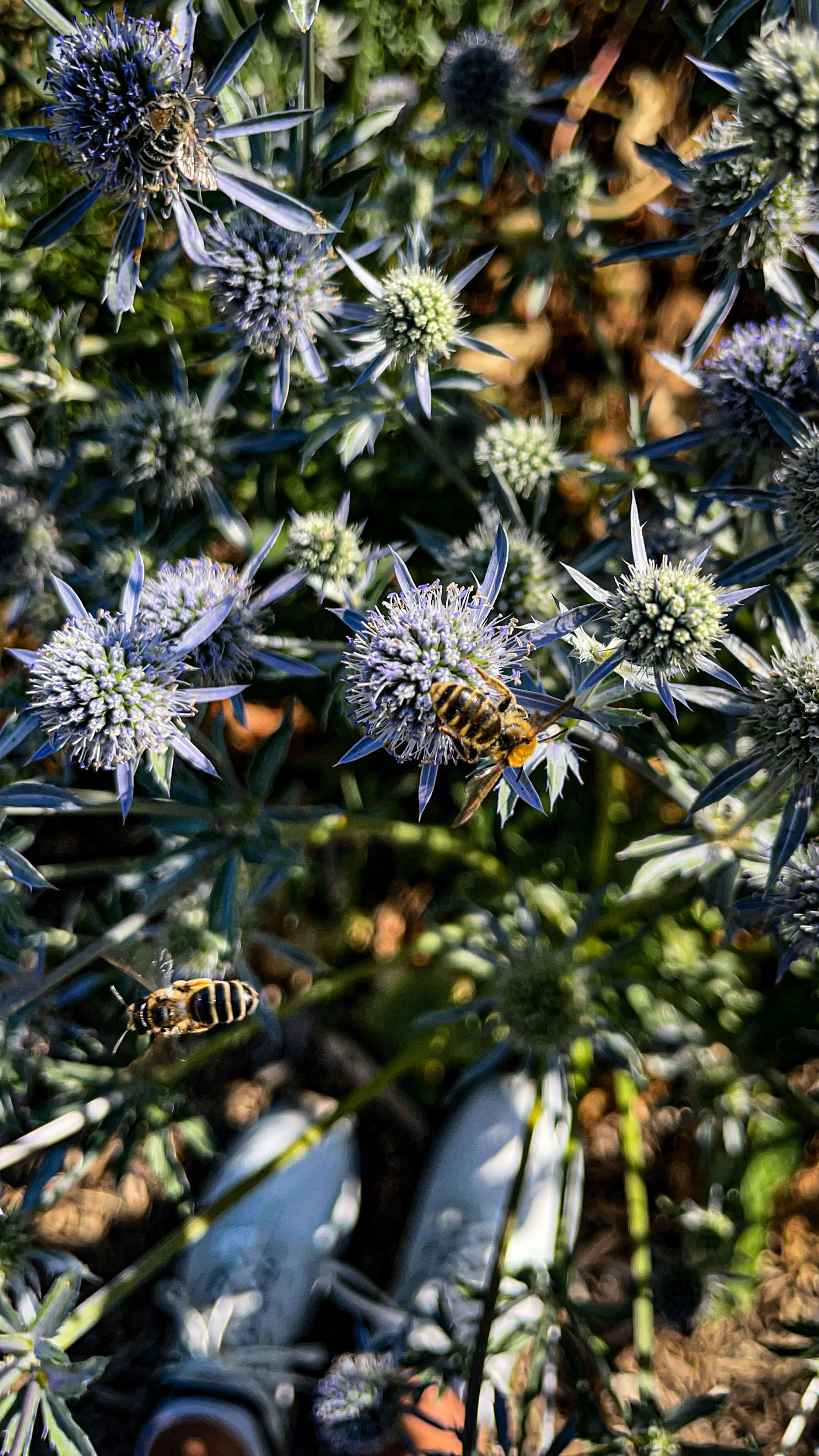 Two bees among spiky blue flowers in sunlight.