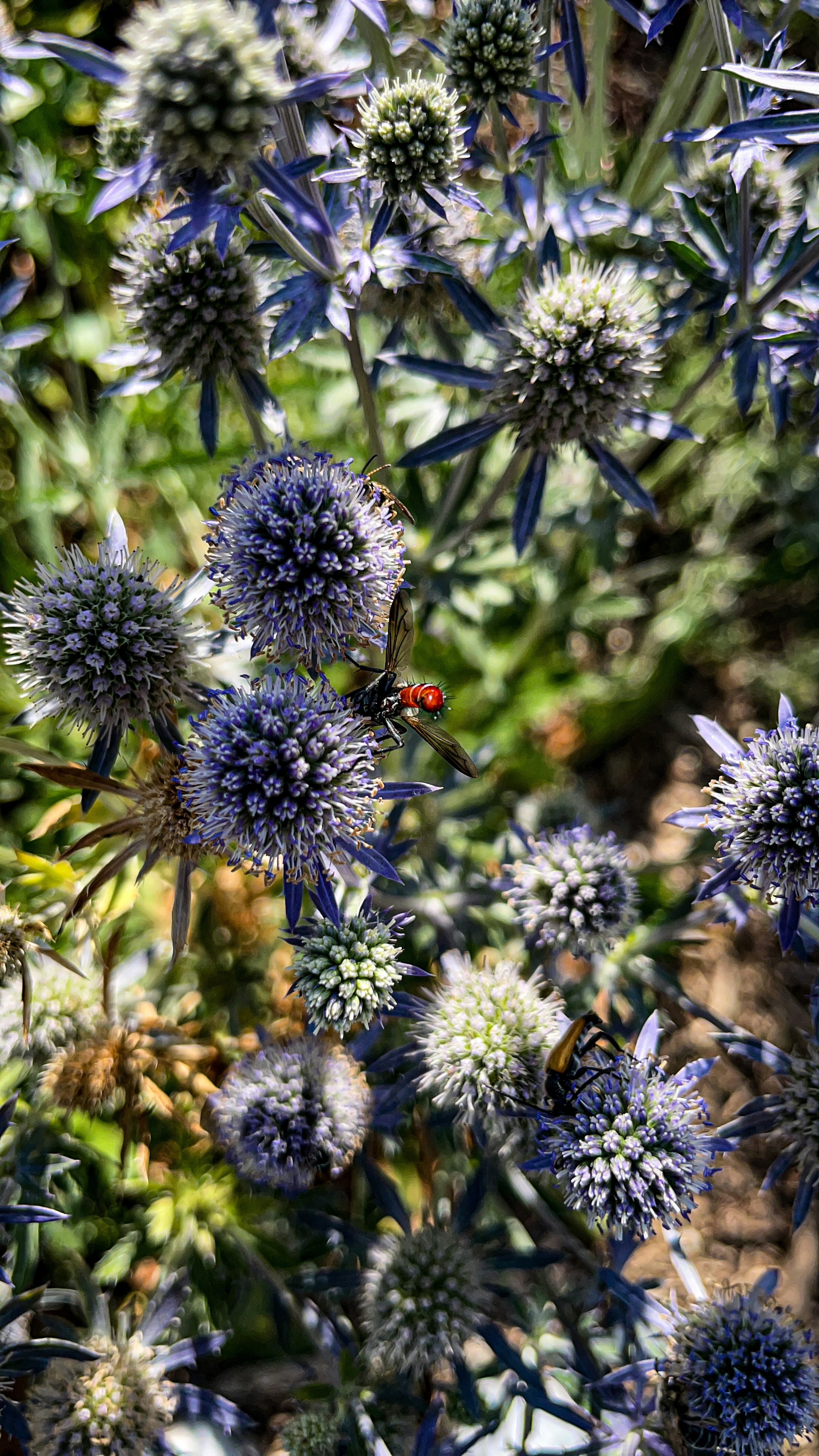 Crimson Beetle on Violet Urn: A Close Forest of Aster-like Heads