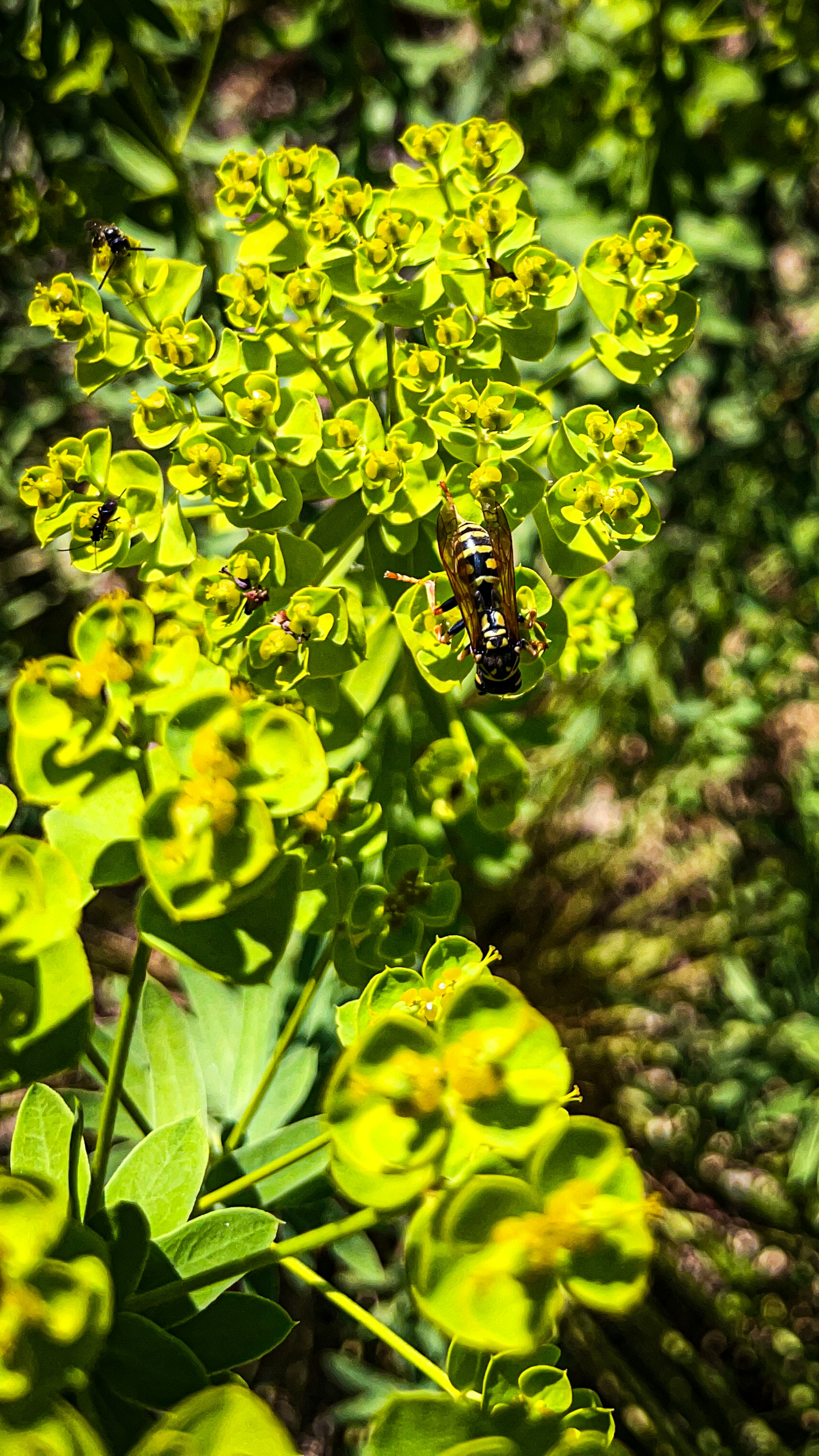 Yellow Crowned Bloom with Hovering Bees: Macro Moment