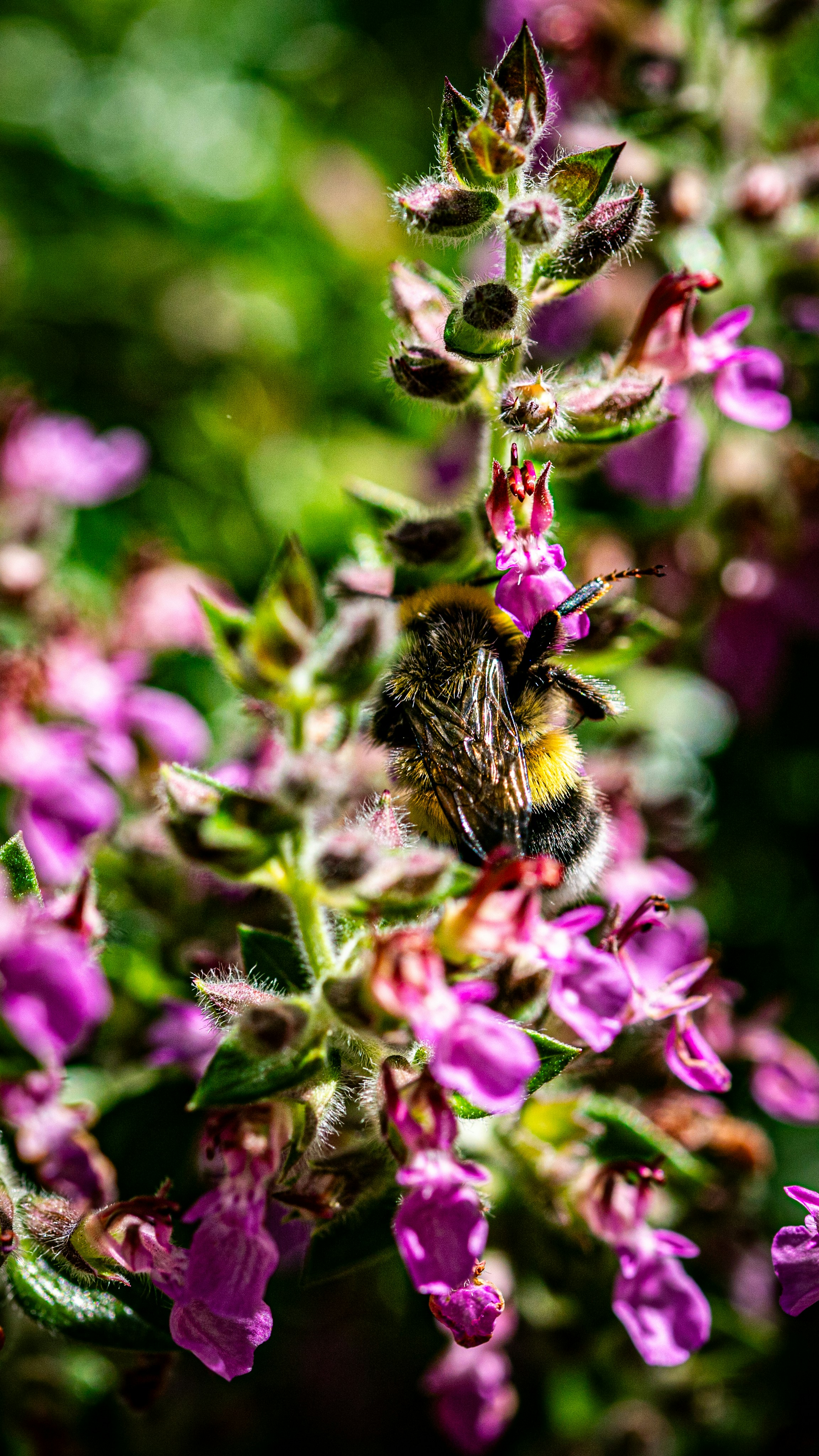 Buzz on Bright Blooms: A Bee at the Heart of Purple Stems