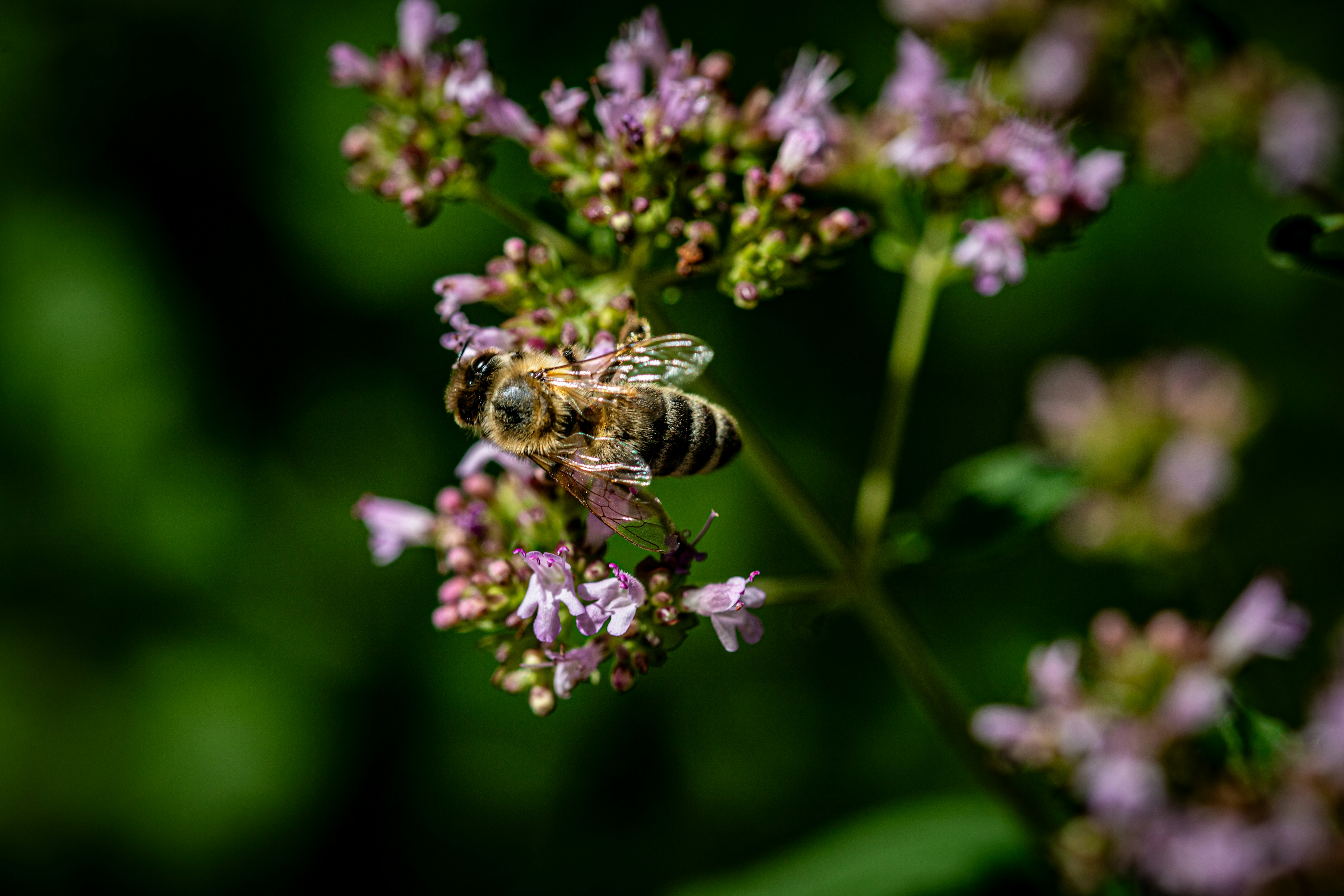 Buzz at the Bloom: A Honeybee's Quiet Climb on Lavender-Pink Blossoms