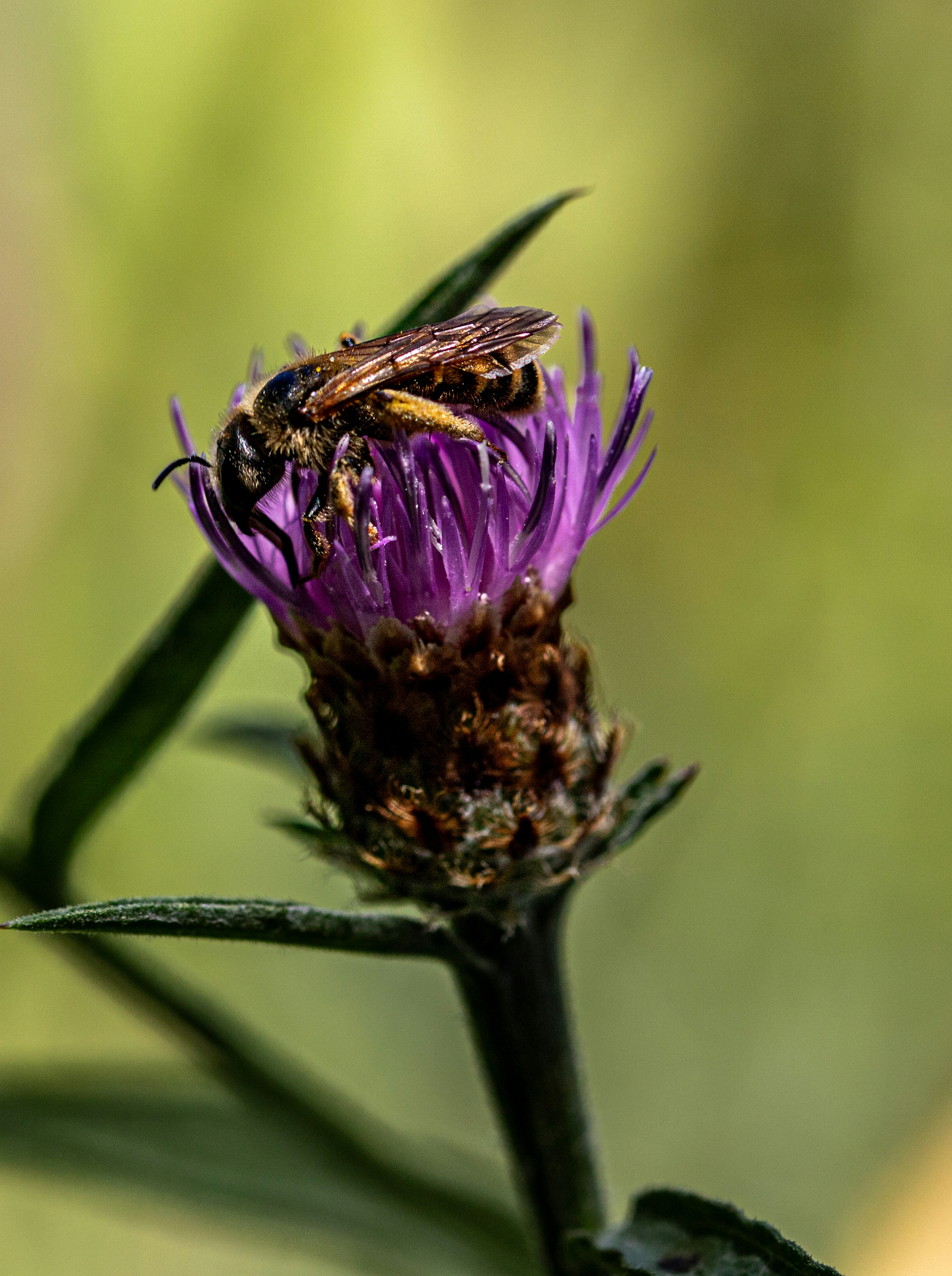 Bee on a Violet Crown: A Minute of Pollination on Thistle