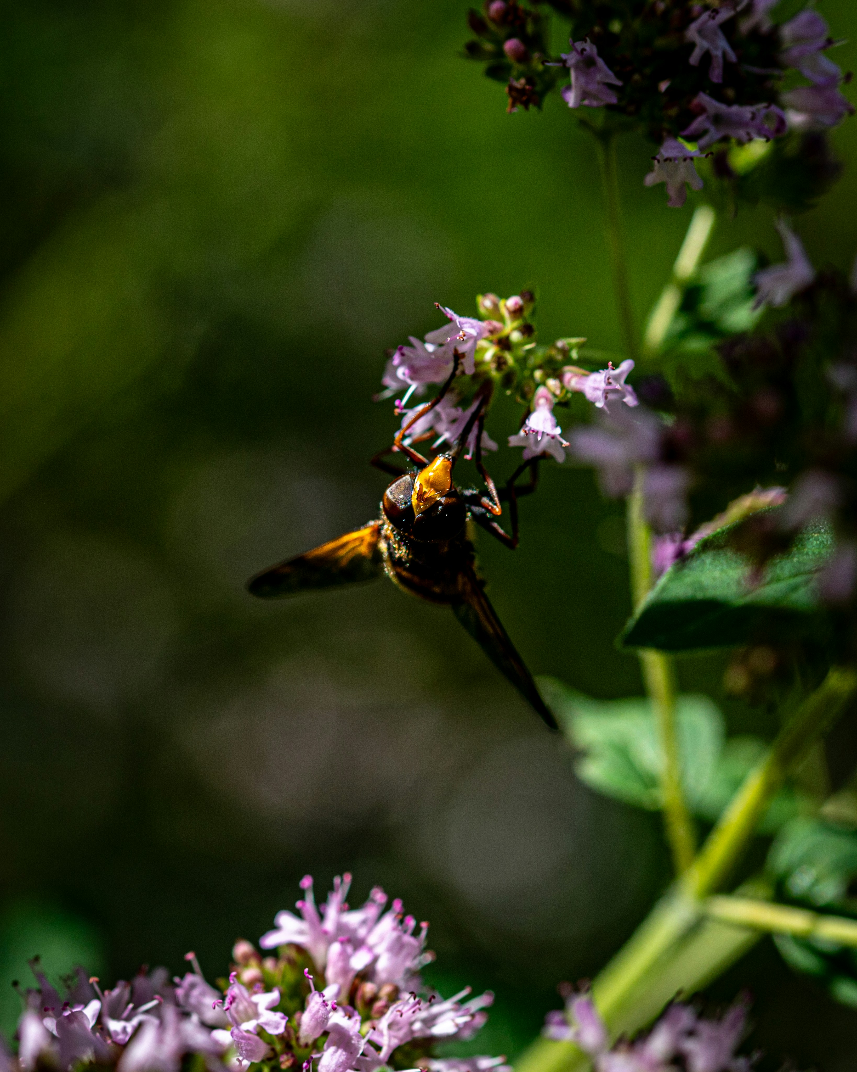 Hovering Nectar Hunter Amid Lavender Haze