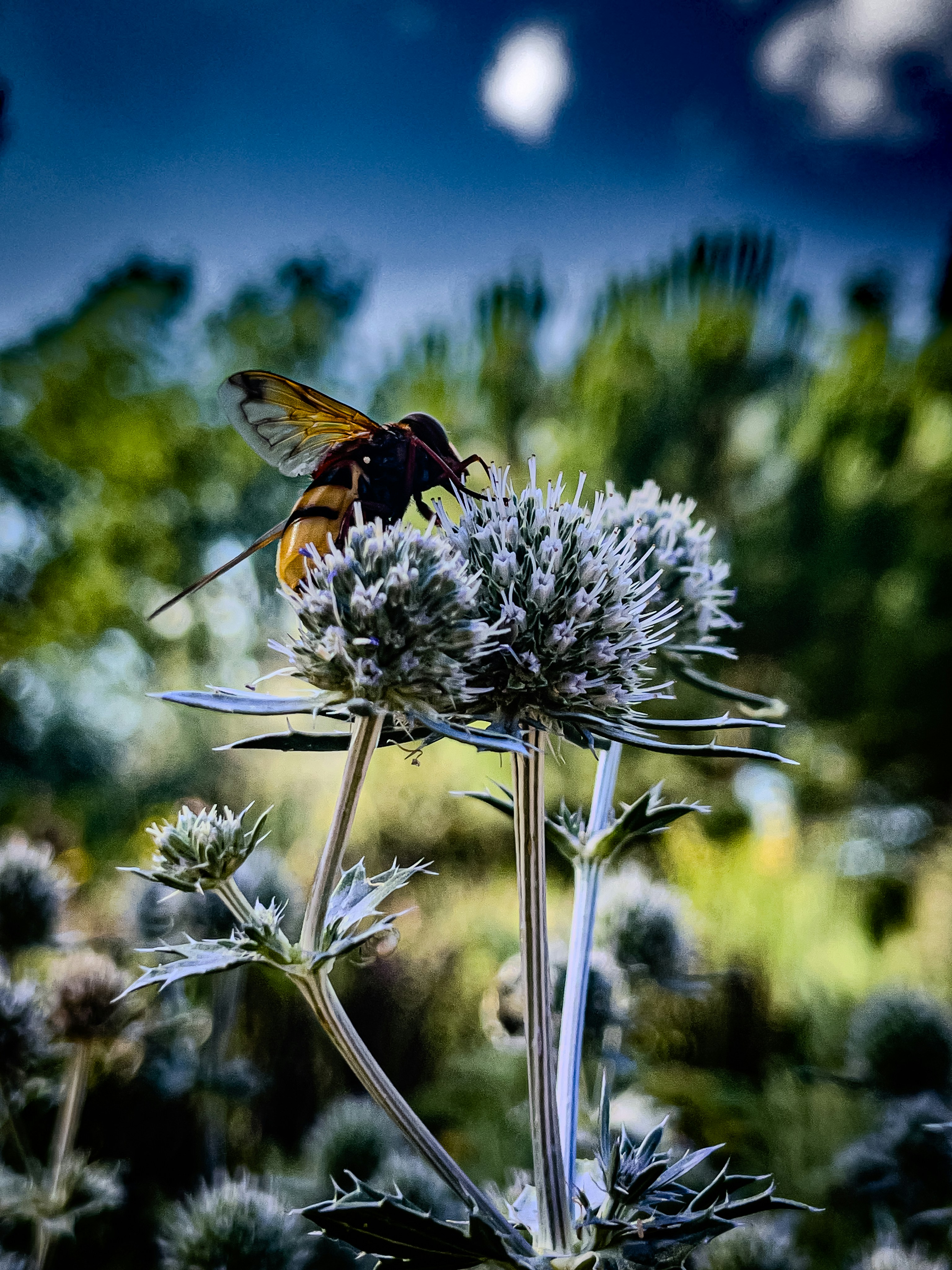 Hummingbird Hawk Moth on a Cool-Blue Cosmos