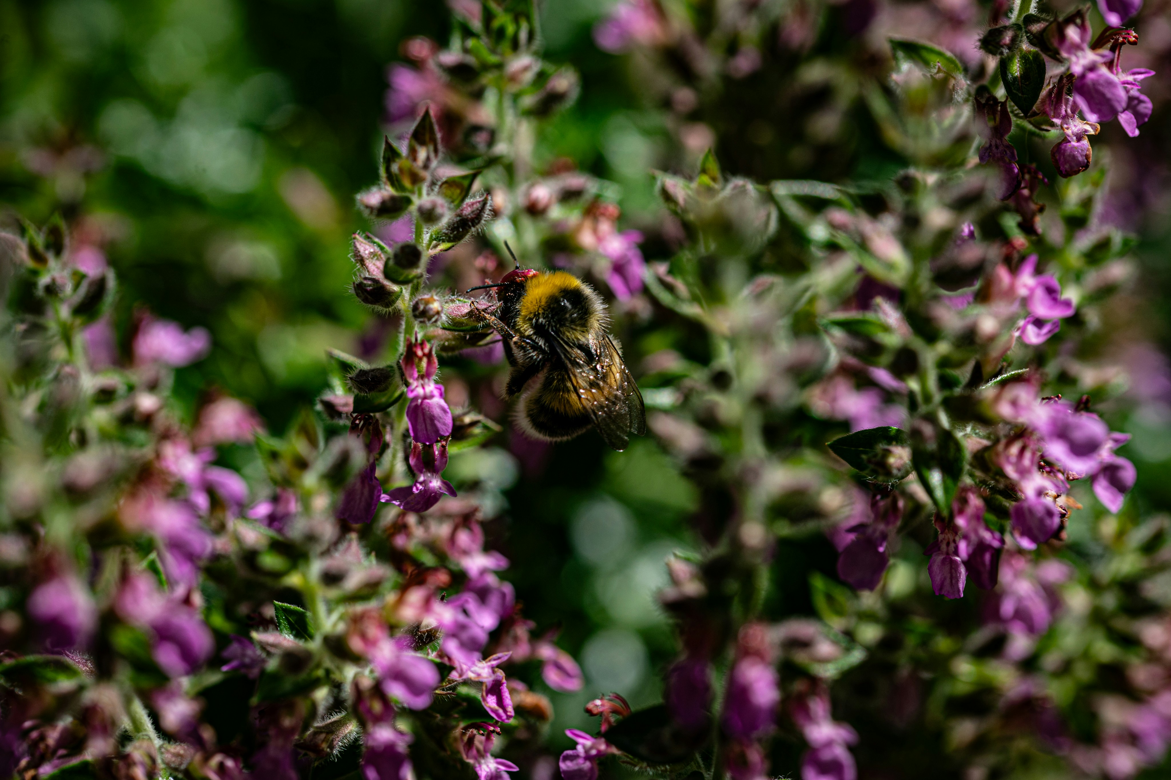 Bee on Lavender Spires: A Moment of Pollination Amid Cheery Purple Blooms