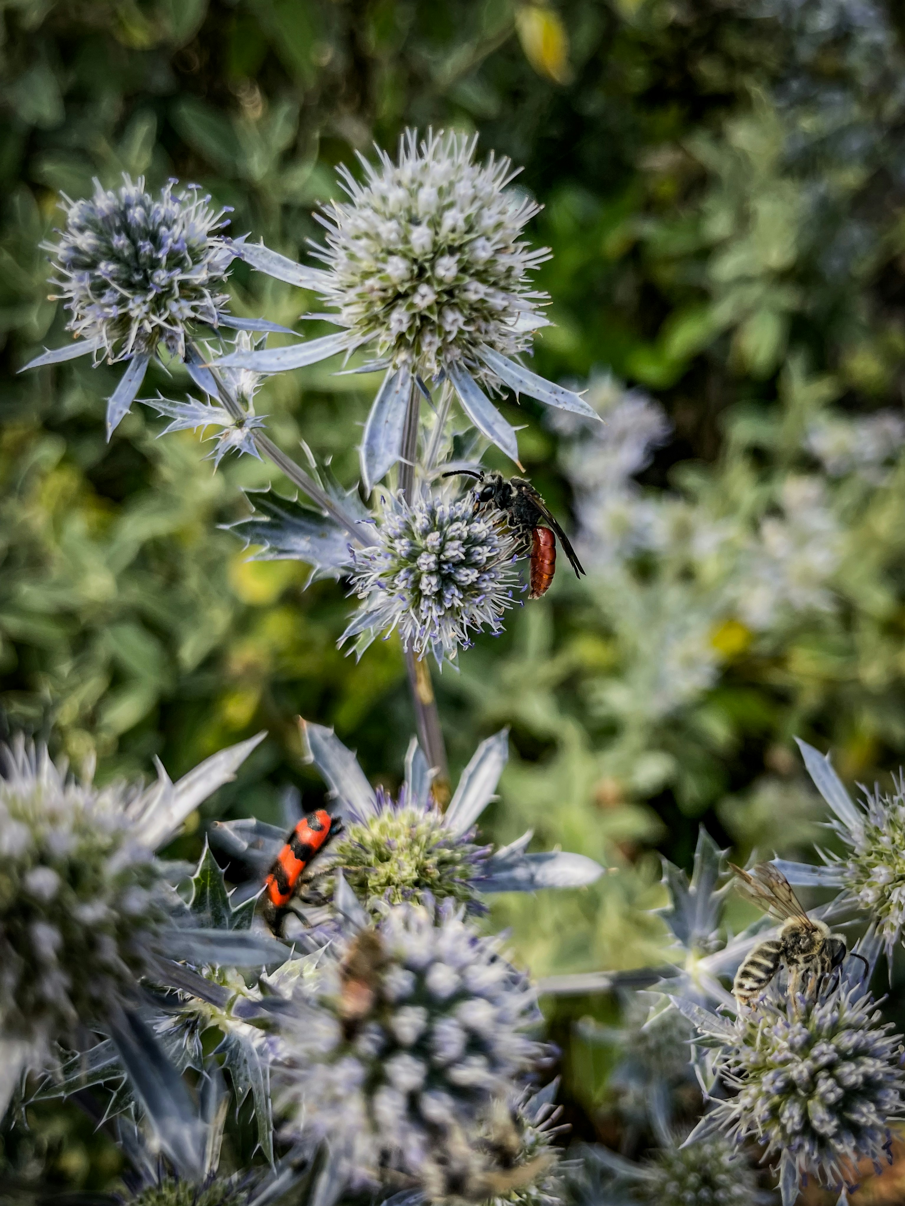 Red and Gray Silhouette: A Honeybee Resting on Thistle in Morning Light
