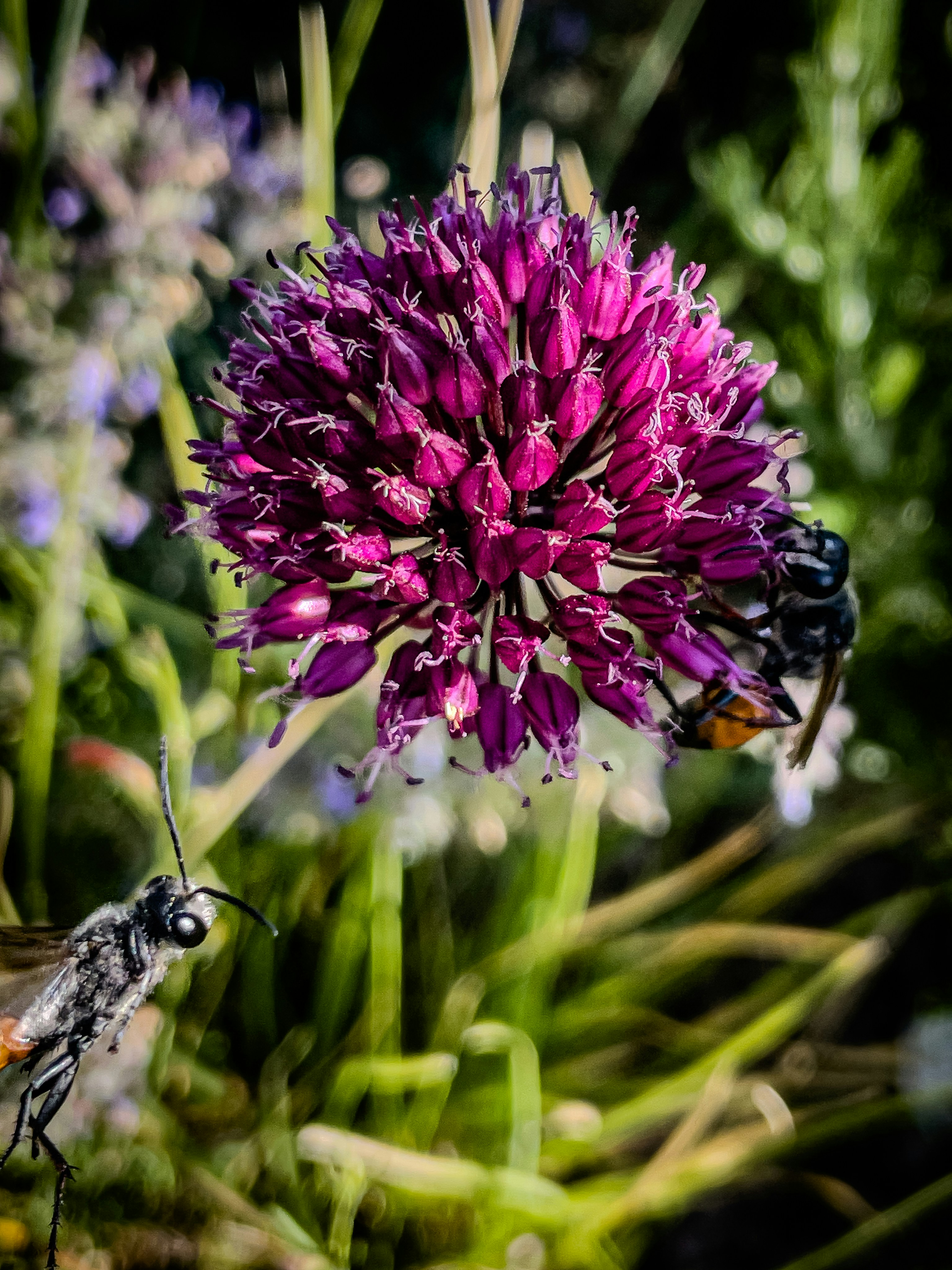Purple Umbel in Focus: A Bee's Orchard