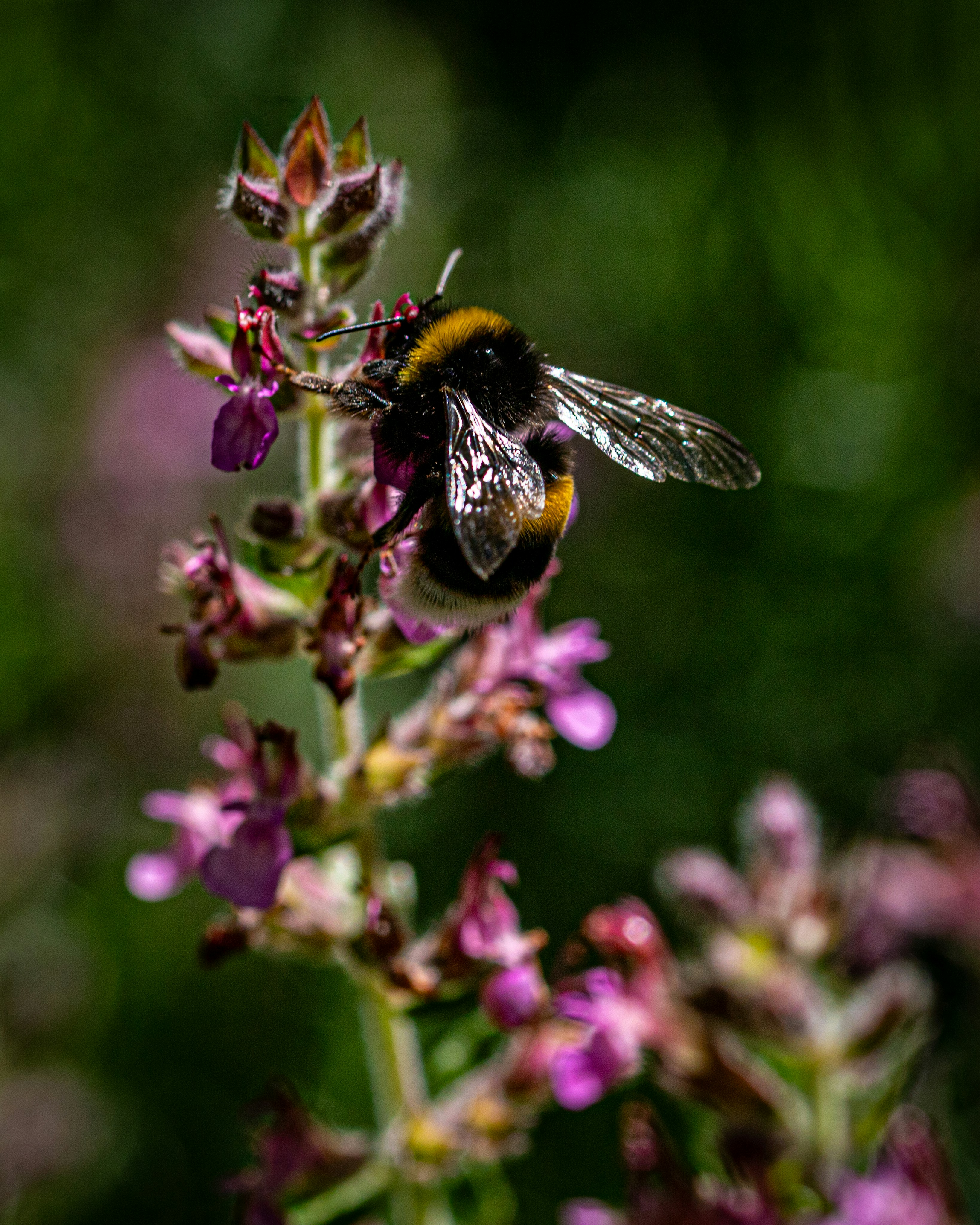 Mid-flight of a Bumblebee: Nectar Pursuit on Violet Stems