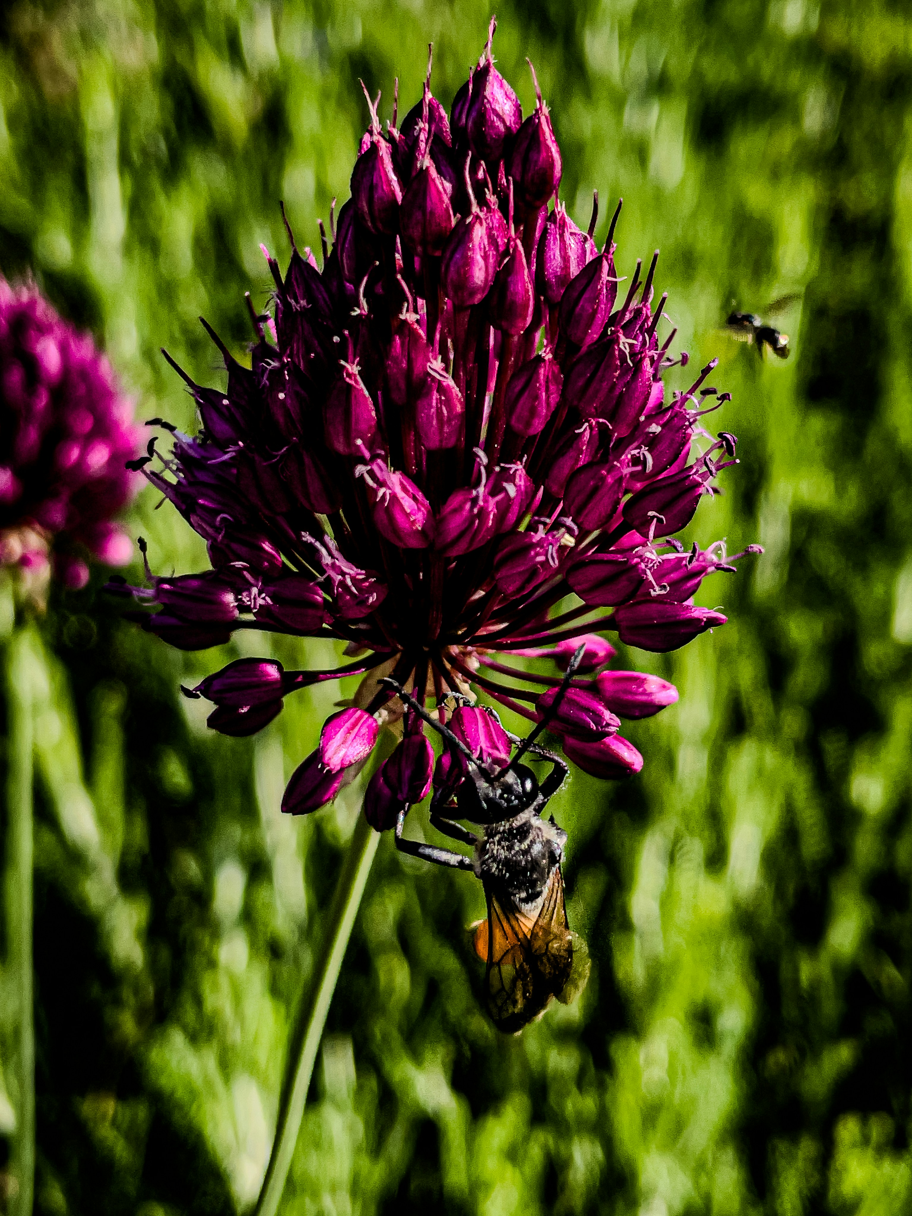 Pollinator at the Heart of a Deep Purple Bloom