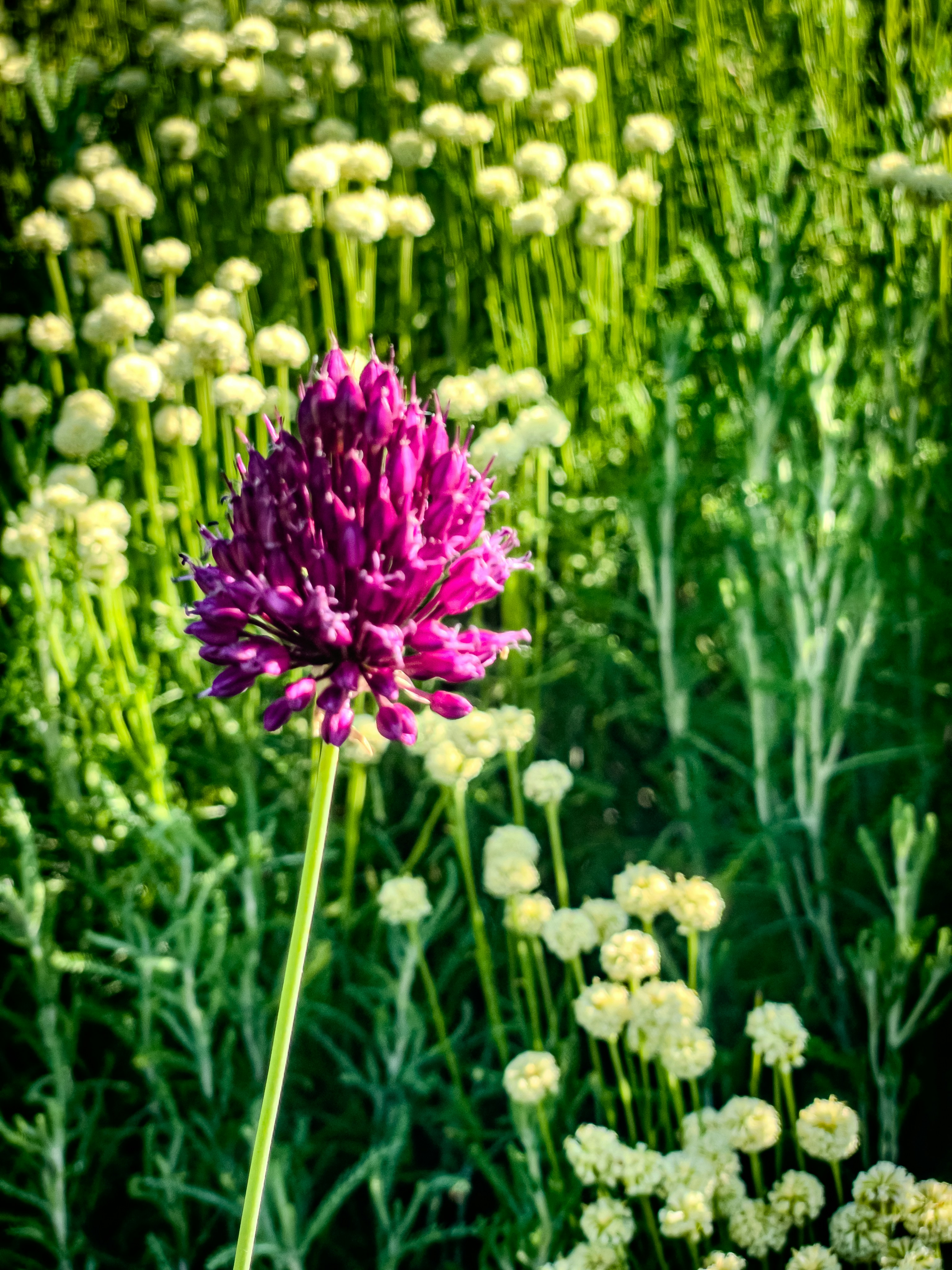 Single Violet Allium Rising Among Cream Clouded Blooms