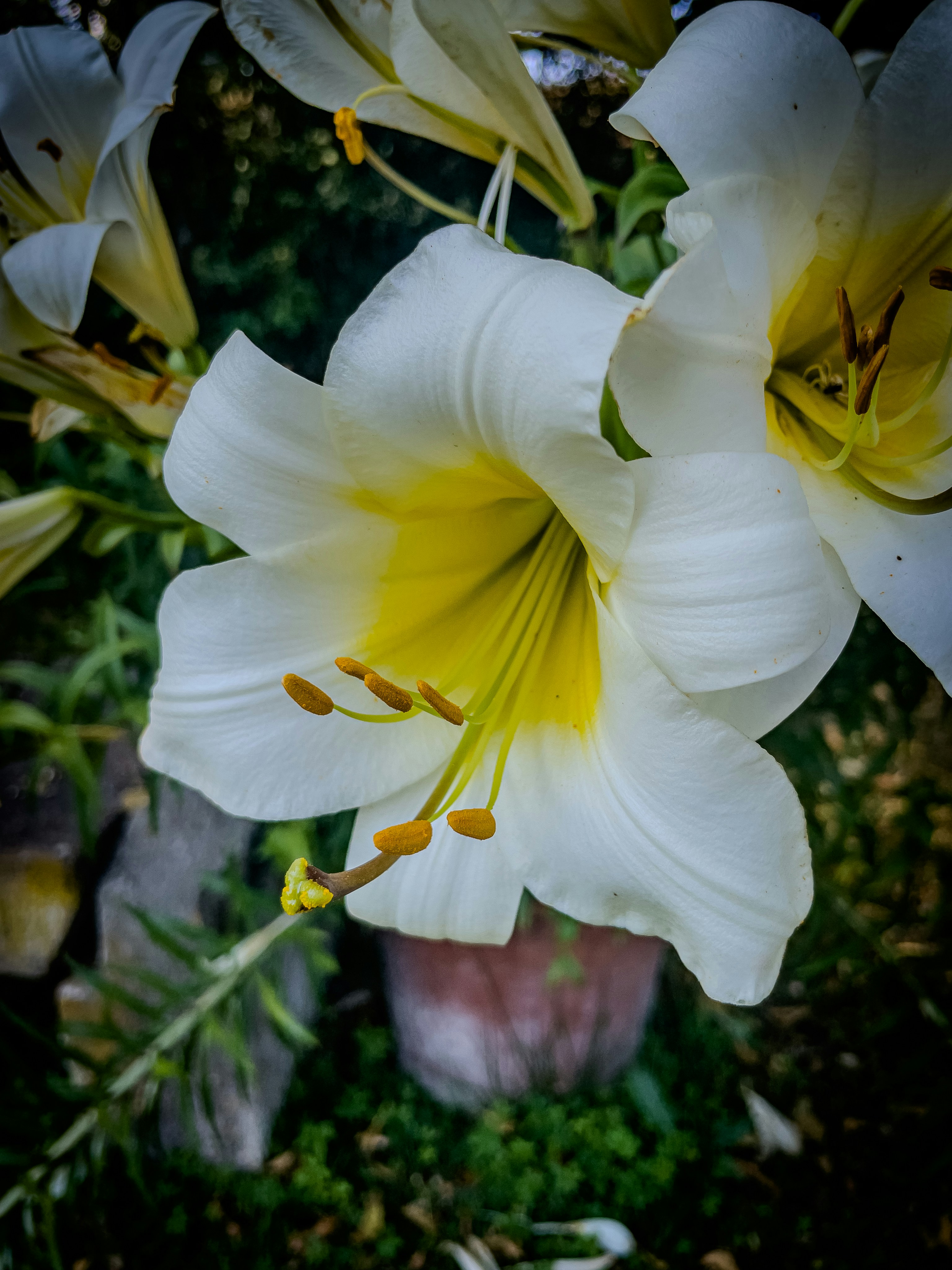 White Lily in Focus: Close-Up of Sunlit Petals and Golden Stamen