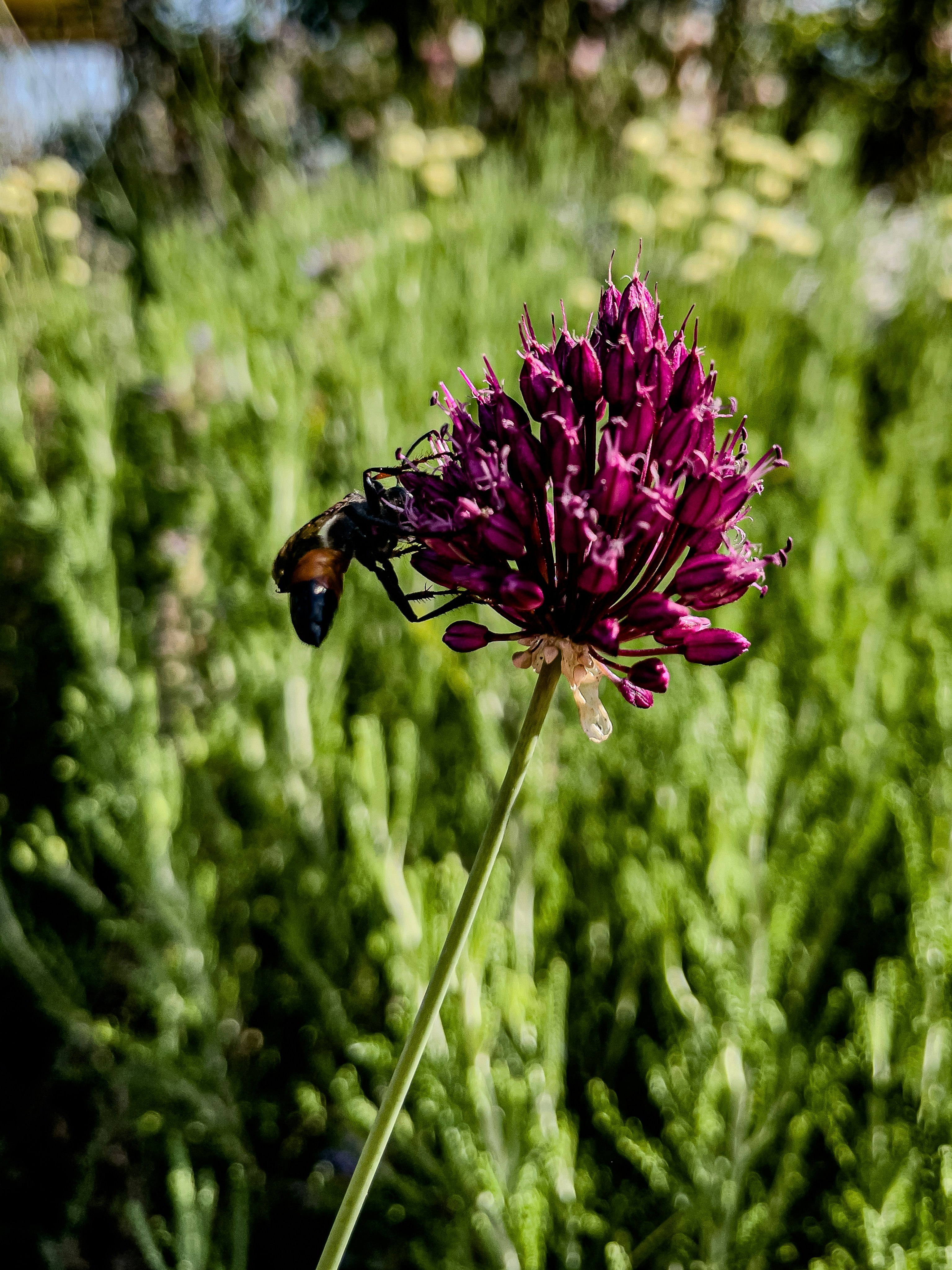 Bees on a Crimson Crown: A Bee's-eye View of a Flower in Sunlit Field