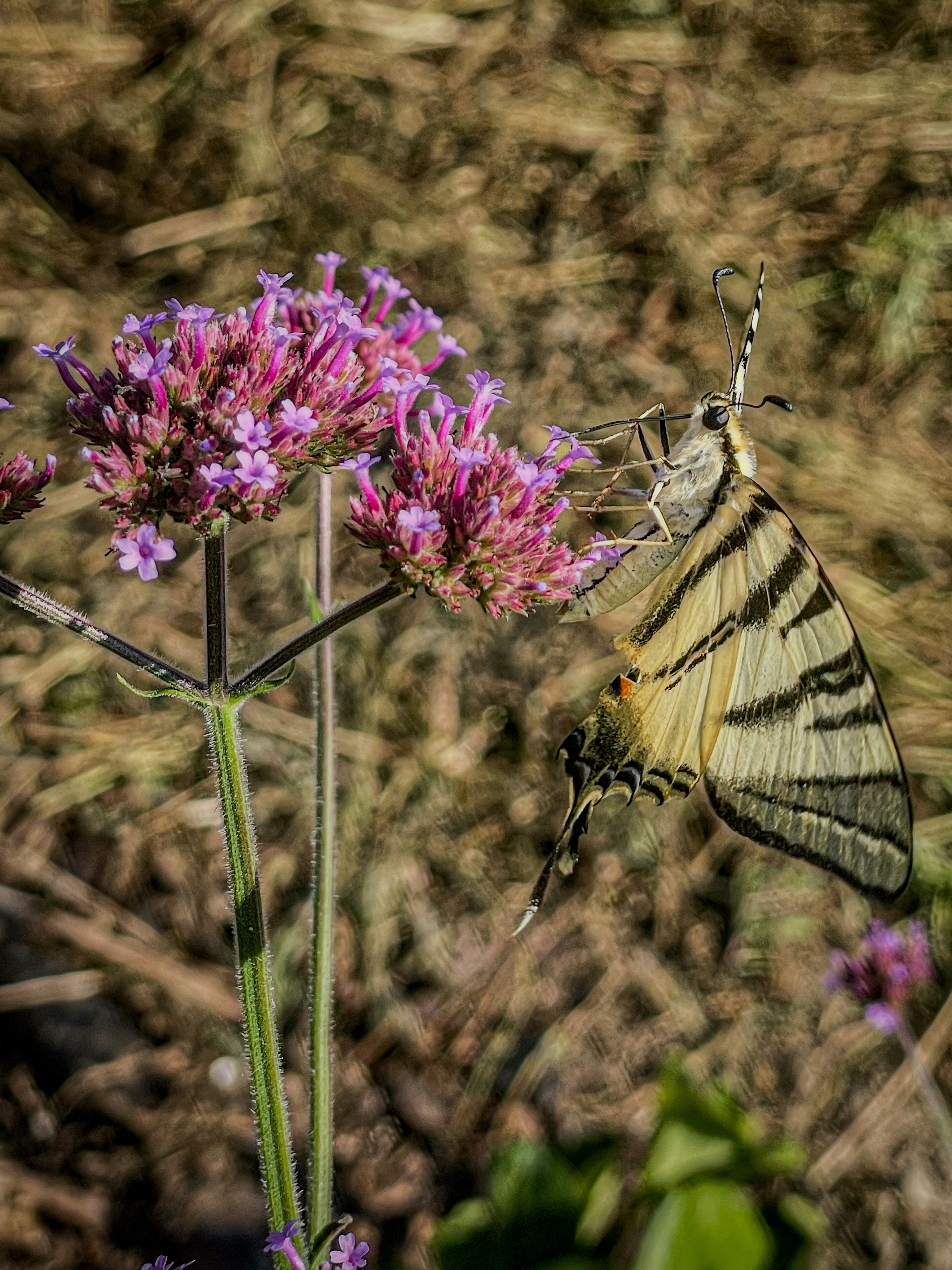 Pollinator in Focus: A Tiger Moth on Pink Umbels