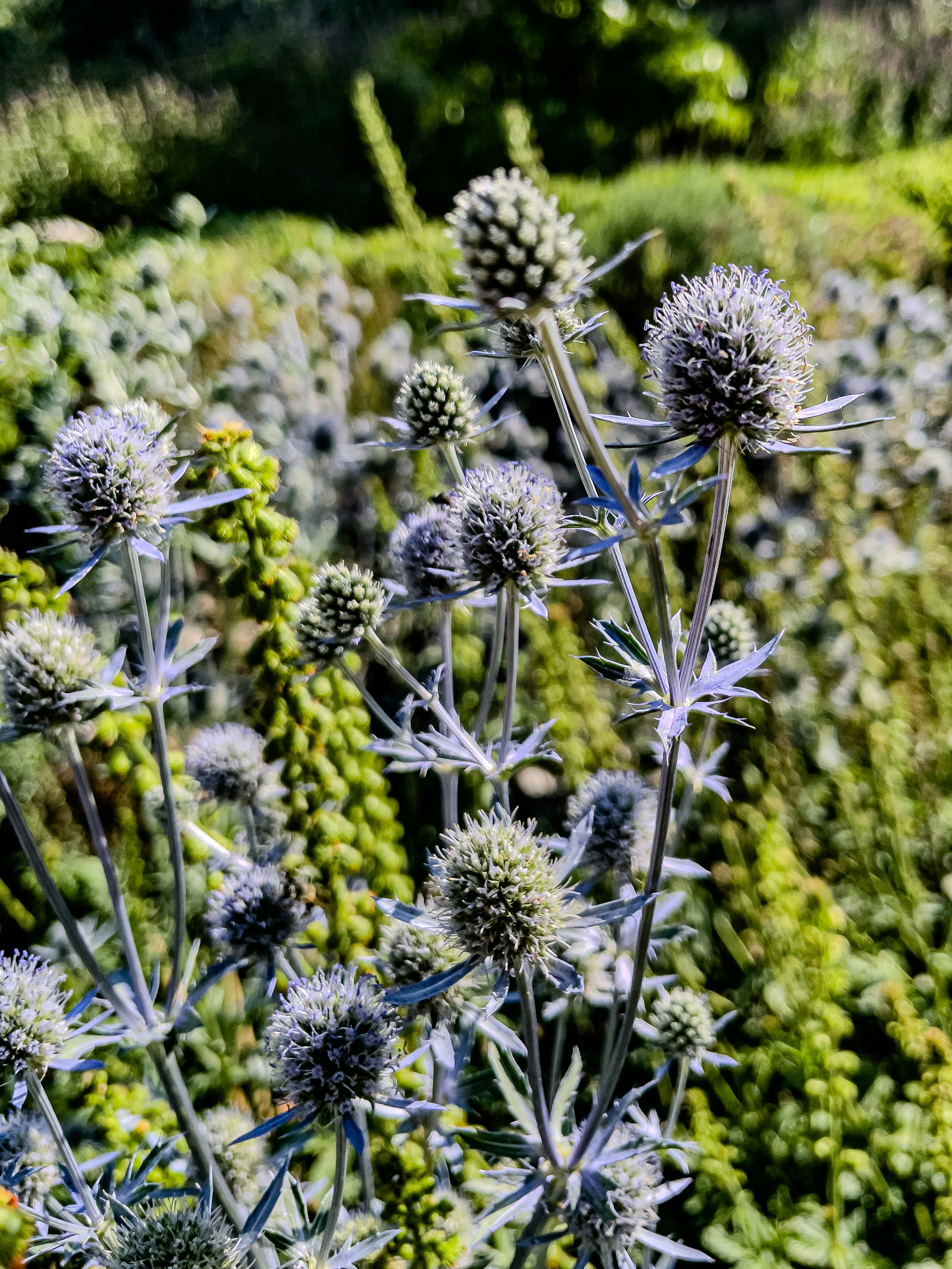 Iridescent seed-heads in a sunlit garden chorus