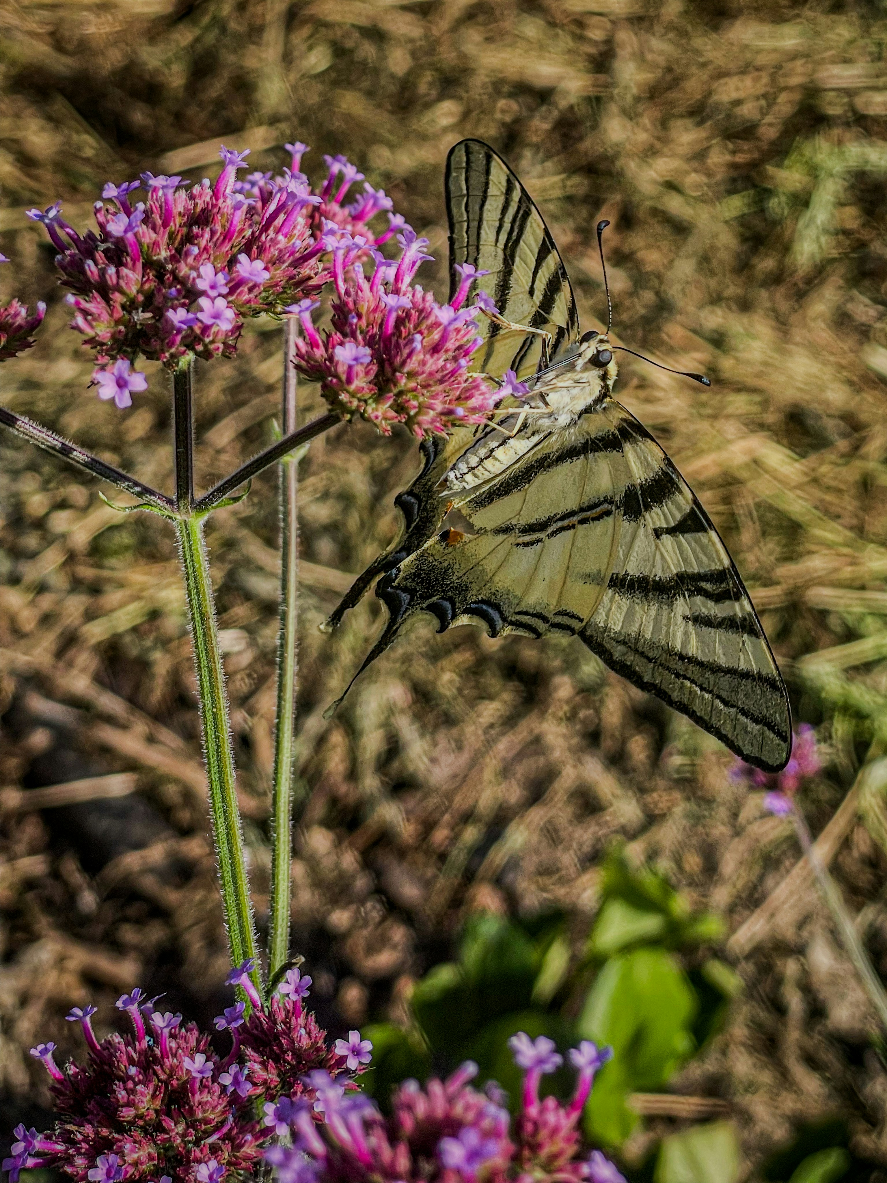 Butterfly on a Pink Corona: Stripes and Petals in Focus