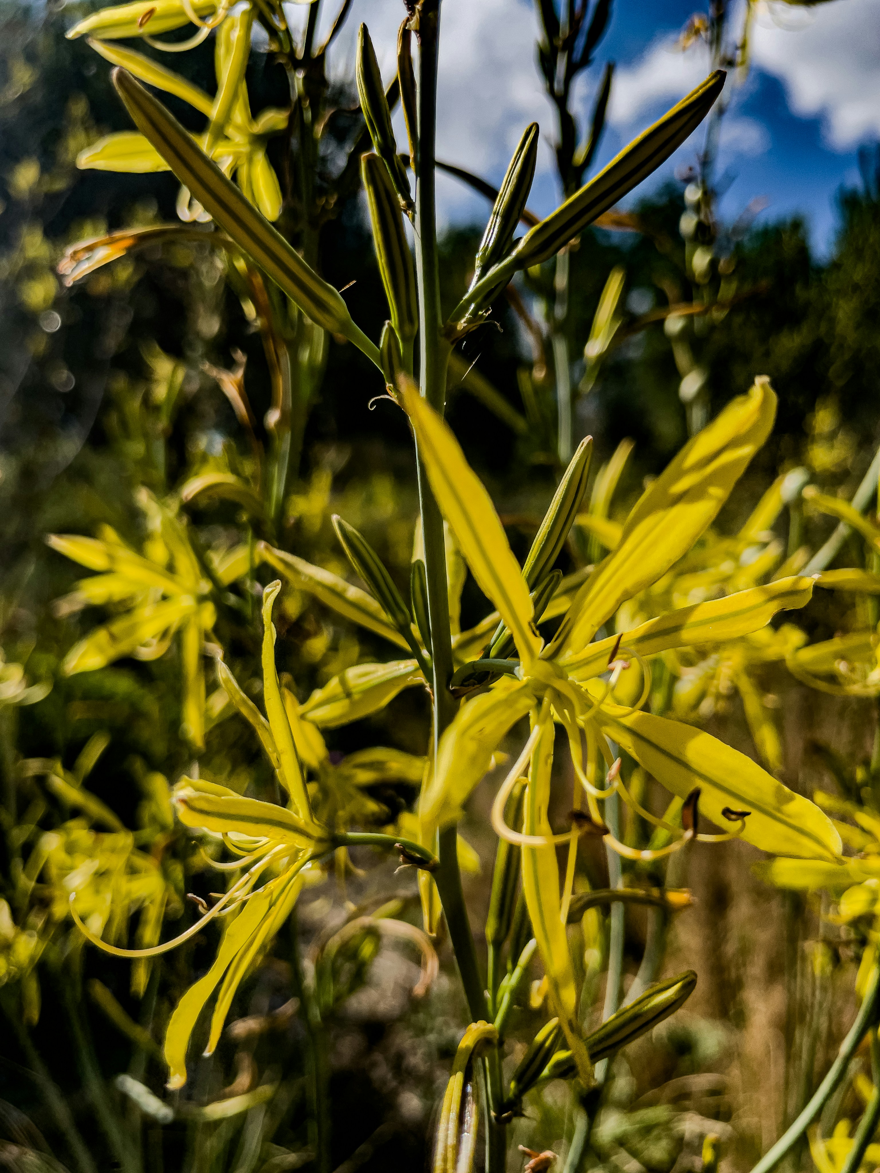 Stems of Sunlight: A Close-Quarter Dance of Yellow Blooms