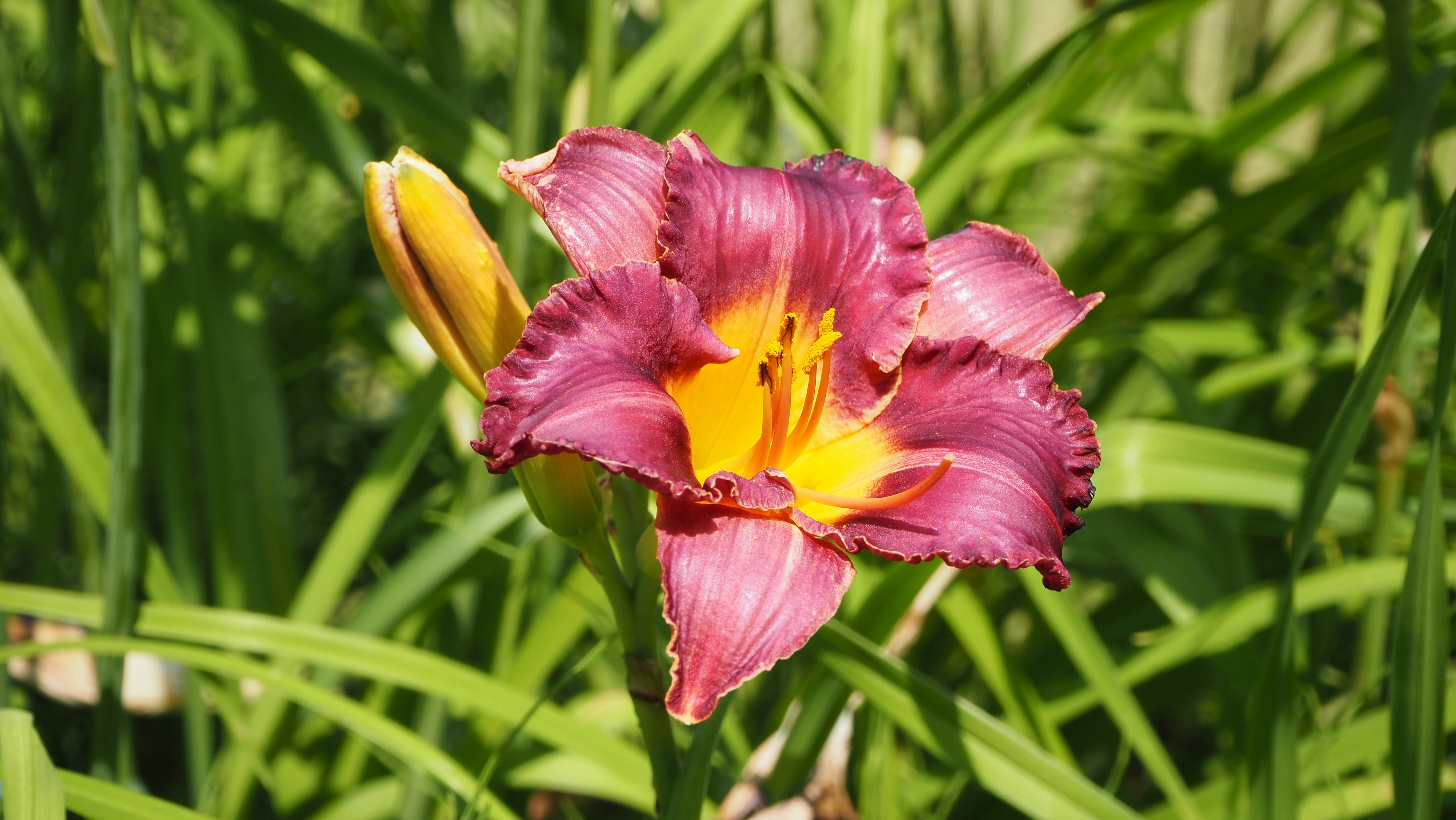 Crimson Daylily in Dappled Green