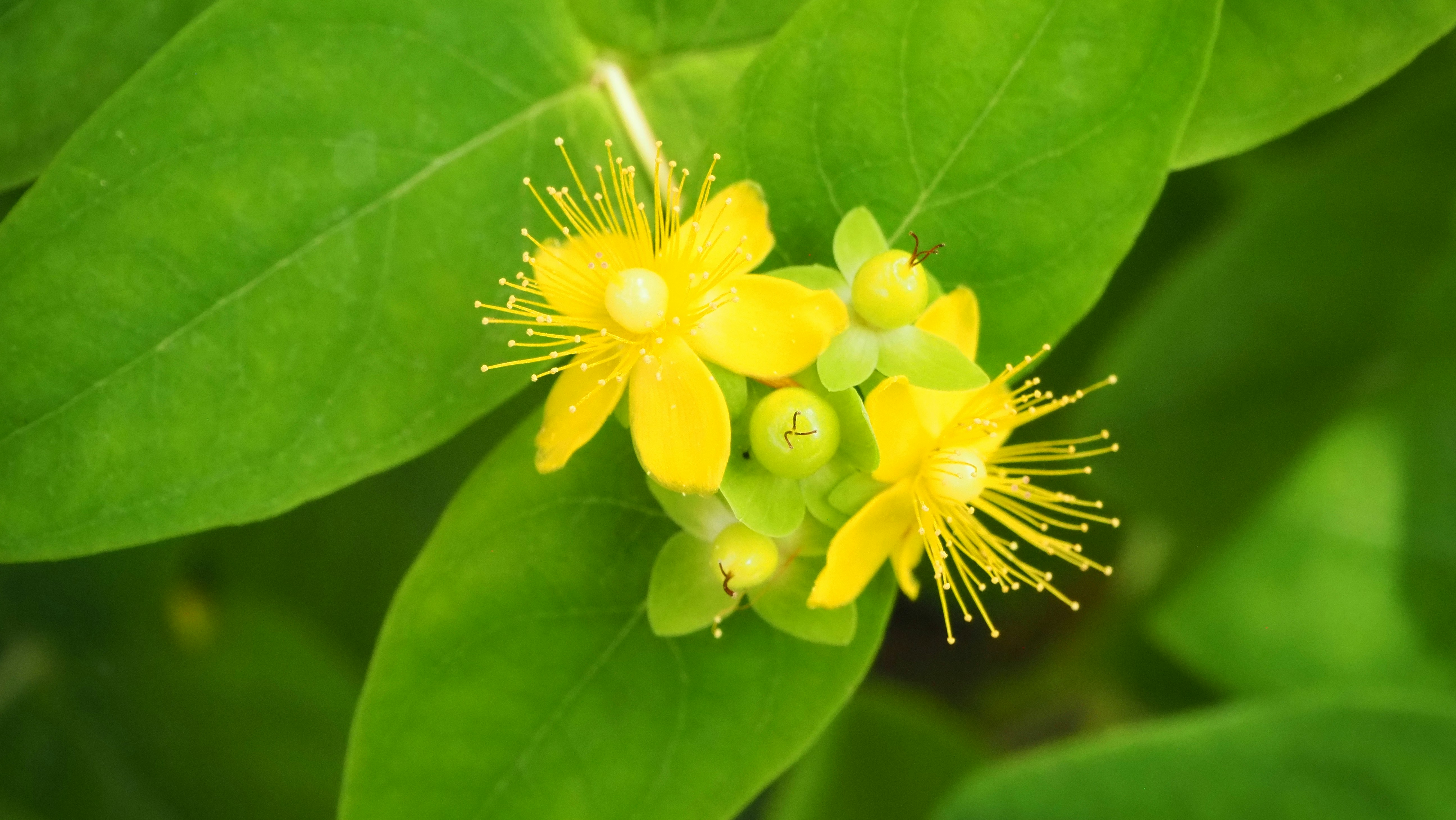 Golden Lip-Buttercup Blossoms: A Close-Up of Spring’s Tiny Suns