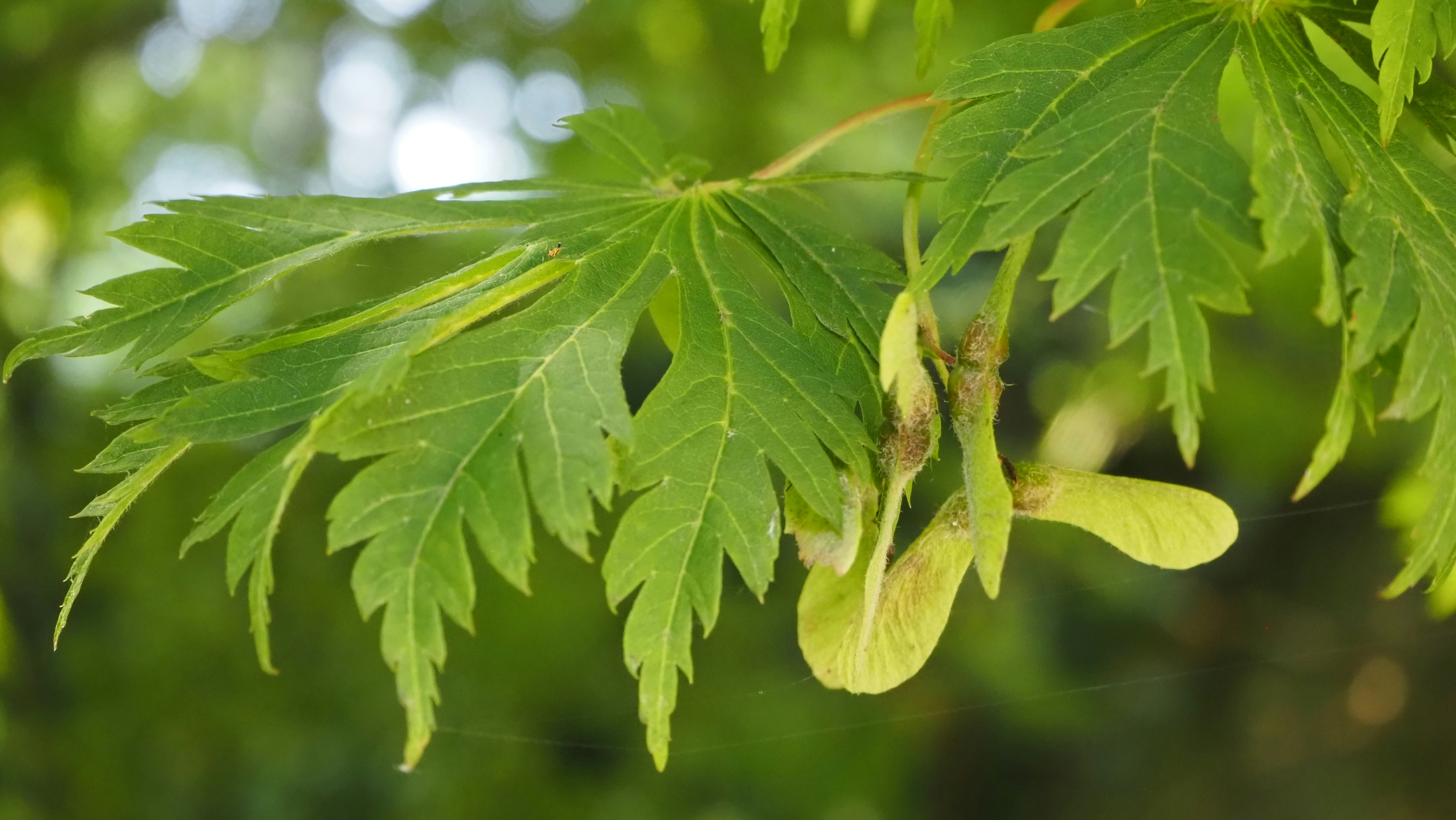 Close-up of bright-green maple leaves with a few light-green samaras, shallow depth of field softly blurring the background.