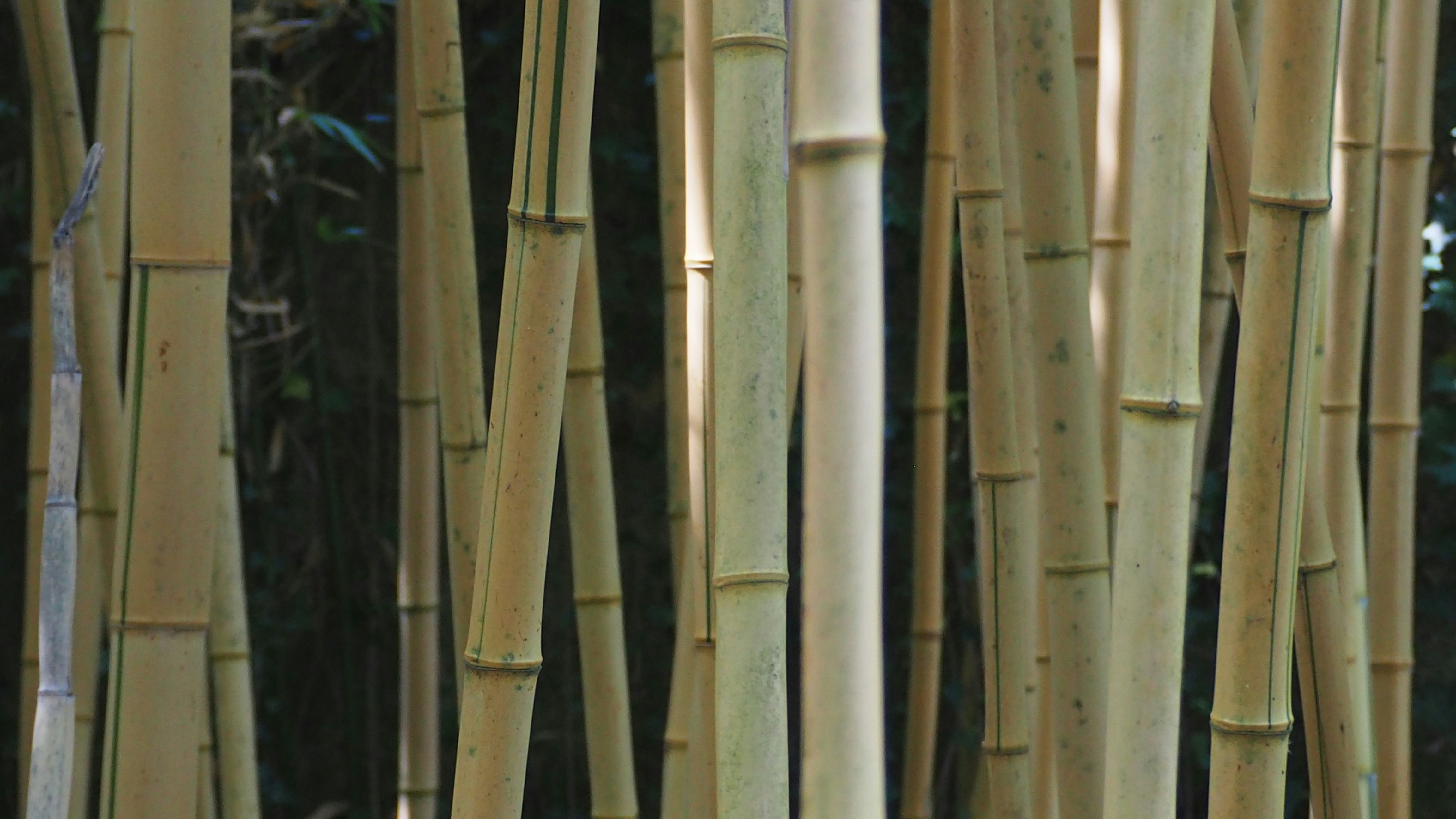 Bamboo Forest photo shot on Olympus OM-D E-M10 Mark II