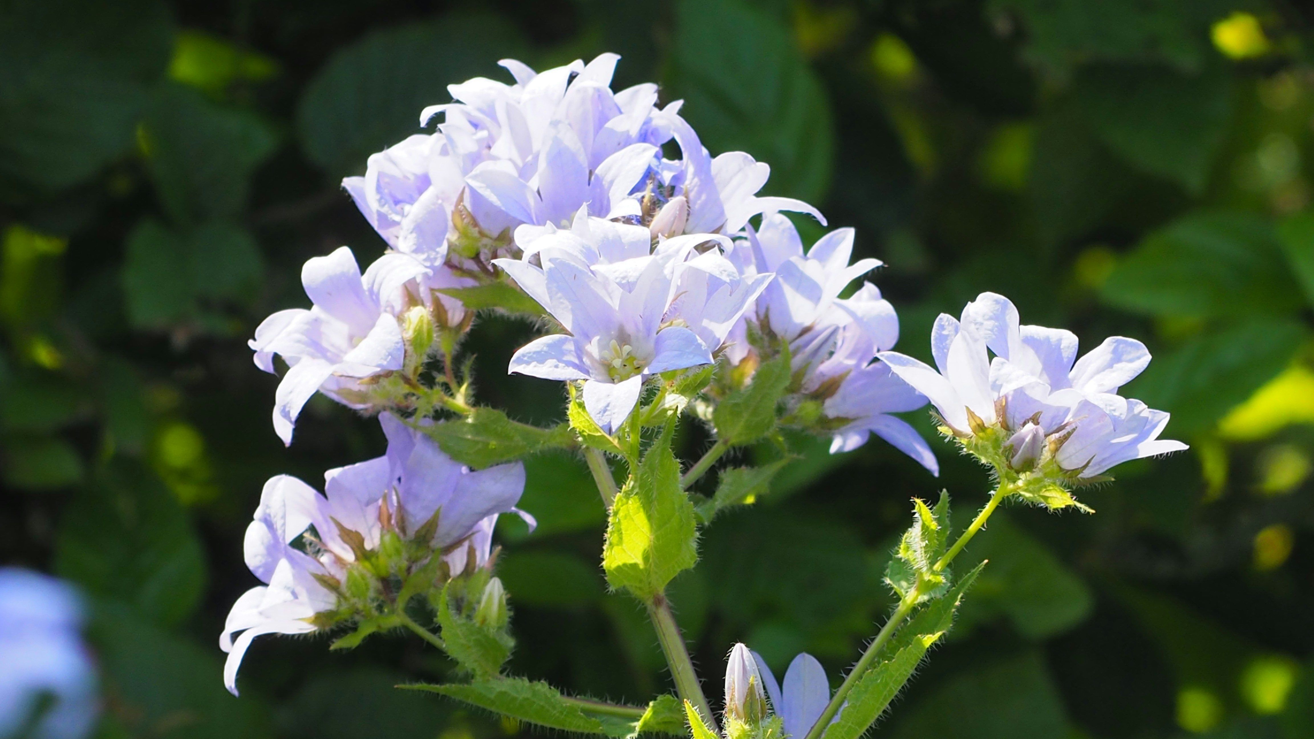 Lavender Cascade: Close-up of Hydrangea Blossoms in Sunlit Garden
