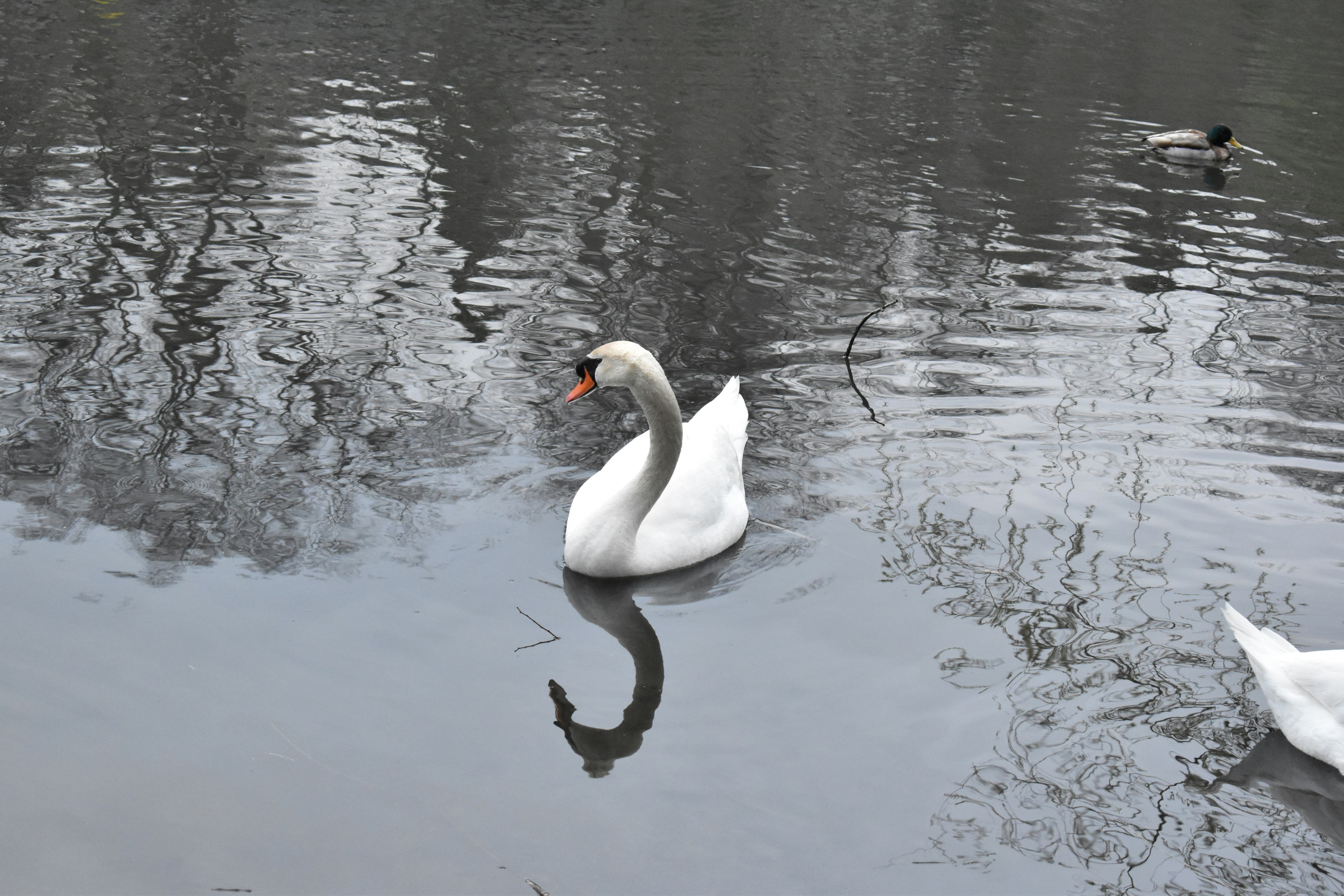 Swan in Quiet Water: A Mirror of Silence