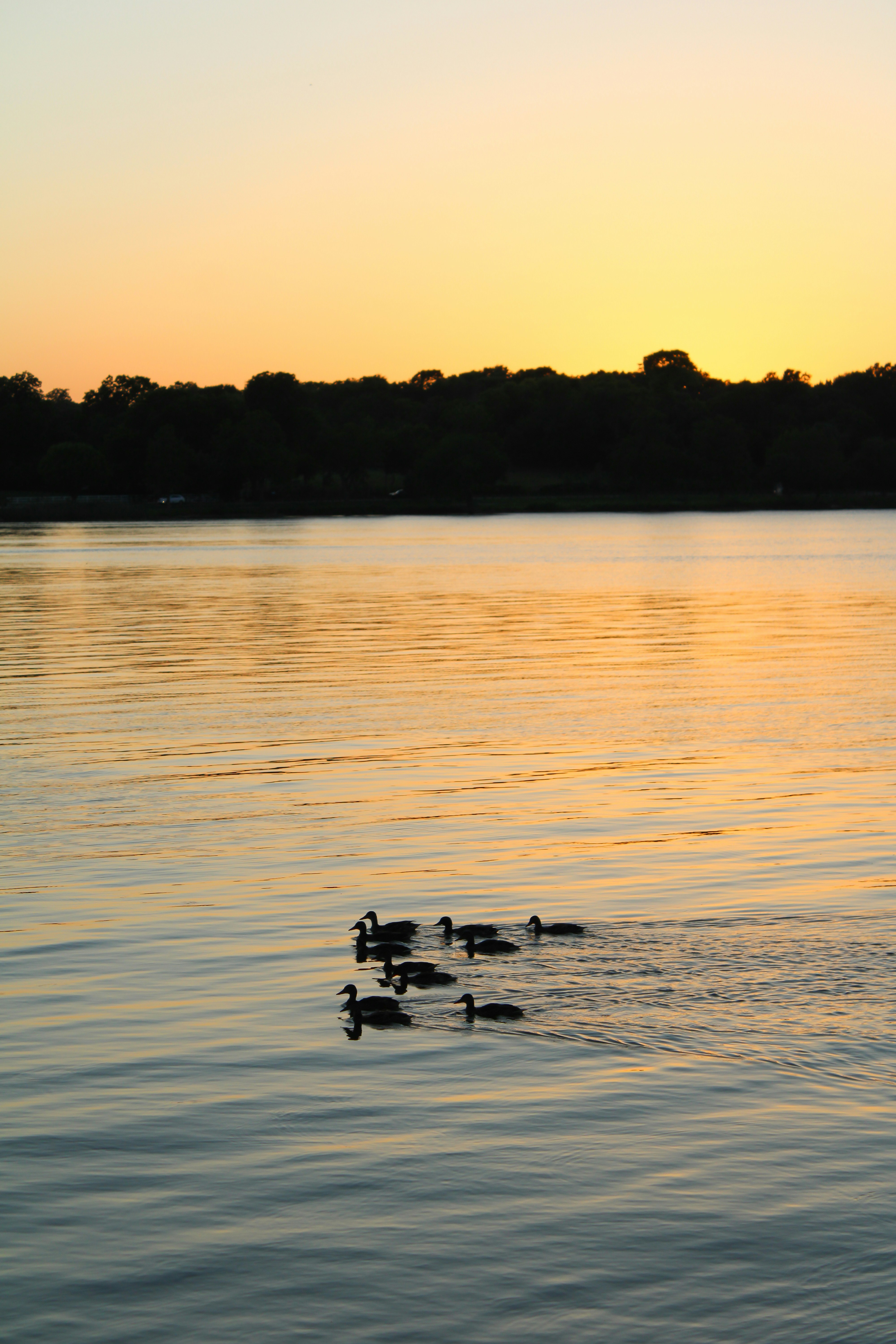 Dawn on the Lake: Silhouetted Ducks at Sunset