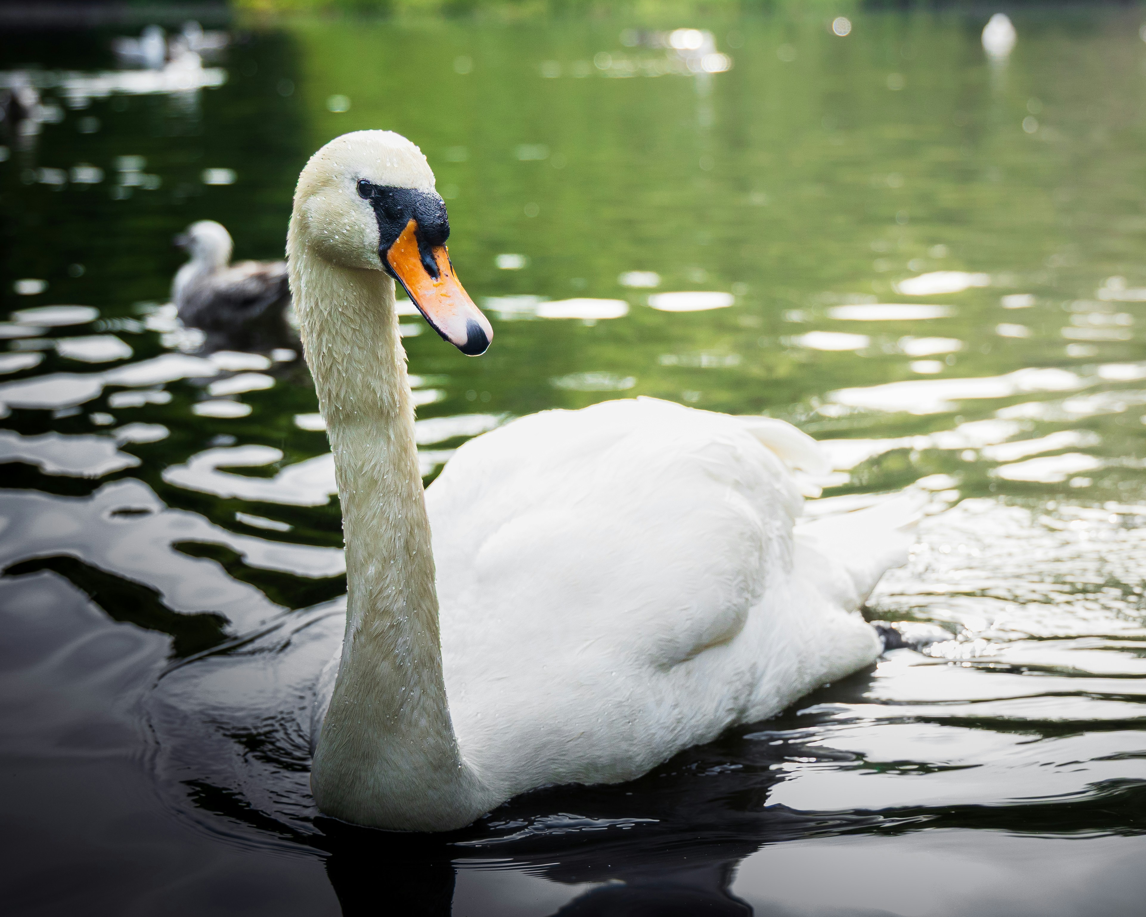 Graceful Swimmer at Dappled Lake Edge