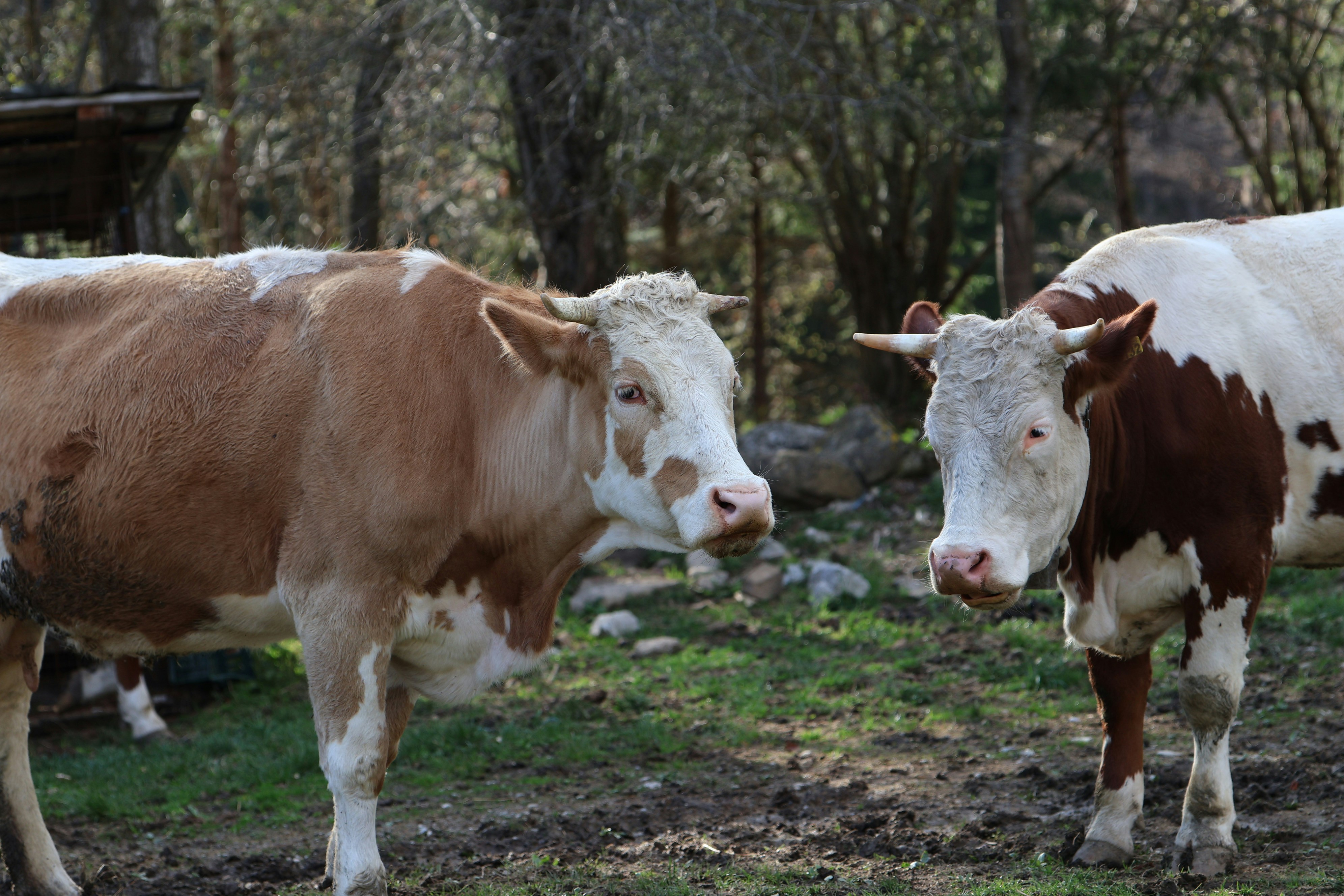 Two Cows in a Quiet Pasture: Close Encounter at Ground Level