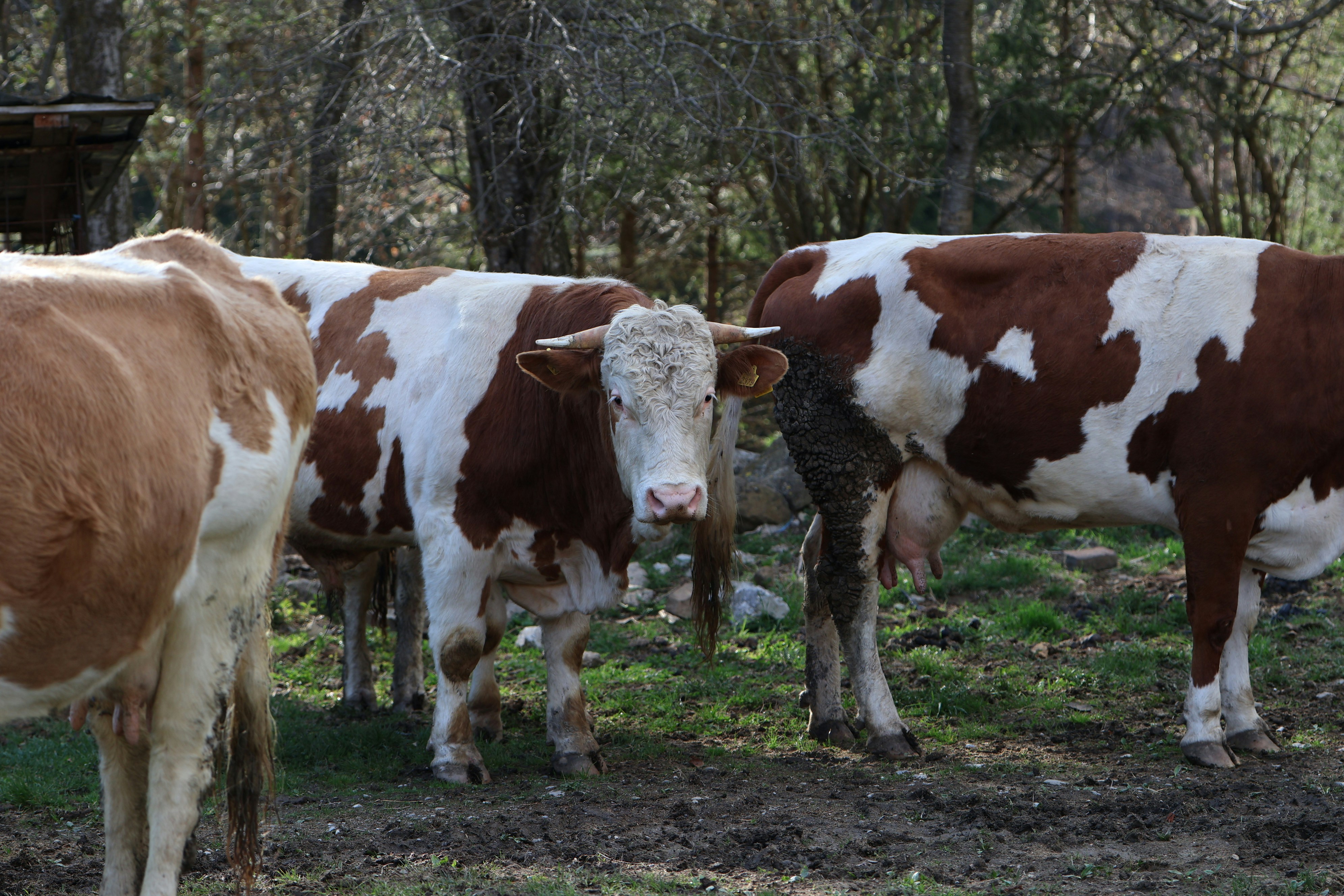 Pasture Standstill: A Trio of Georgette Cows in Soft Light