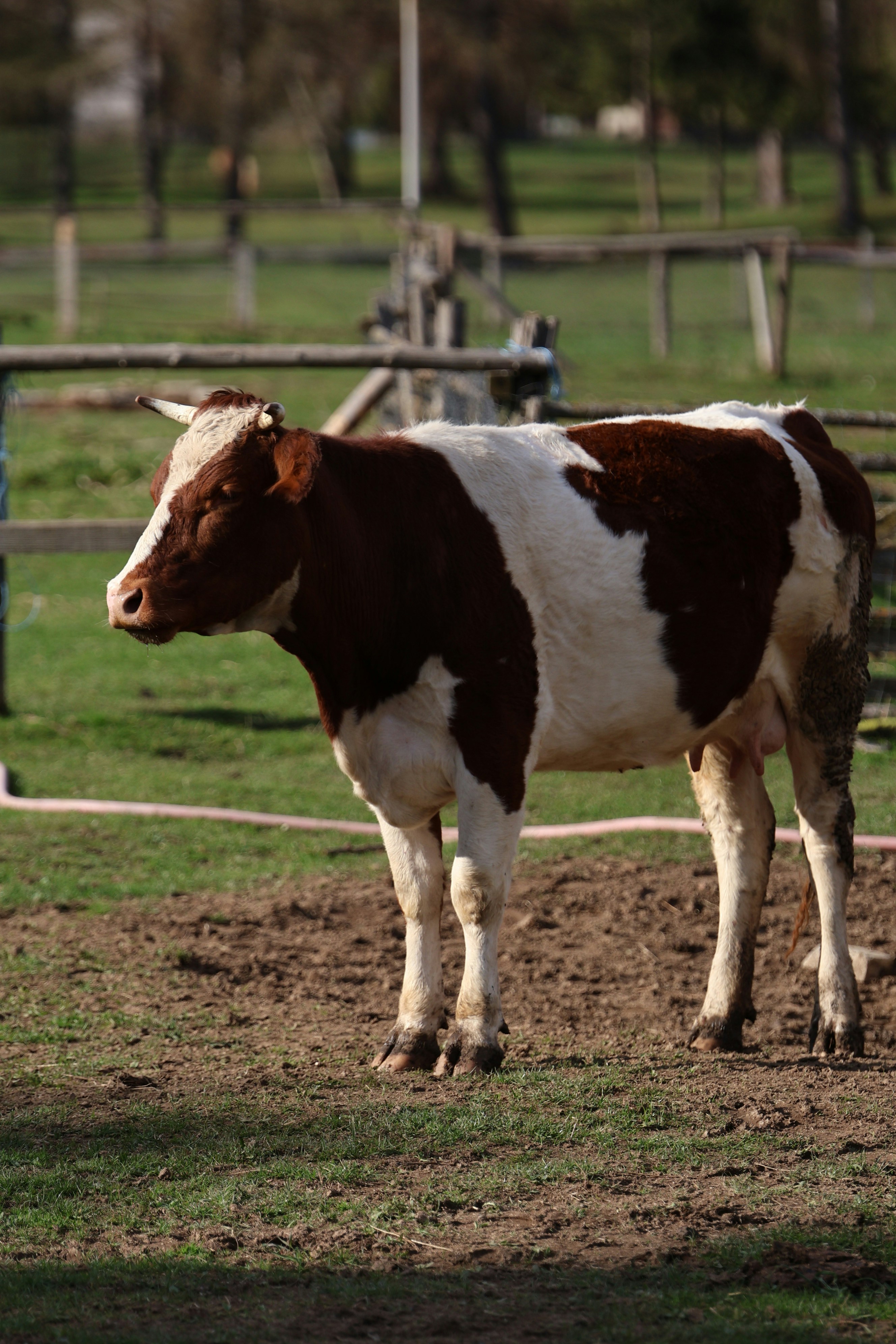 Brown and white cow in a grassy paddock under a wooden fence