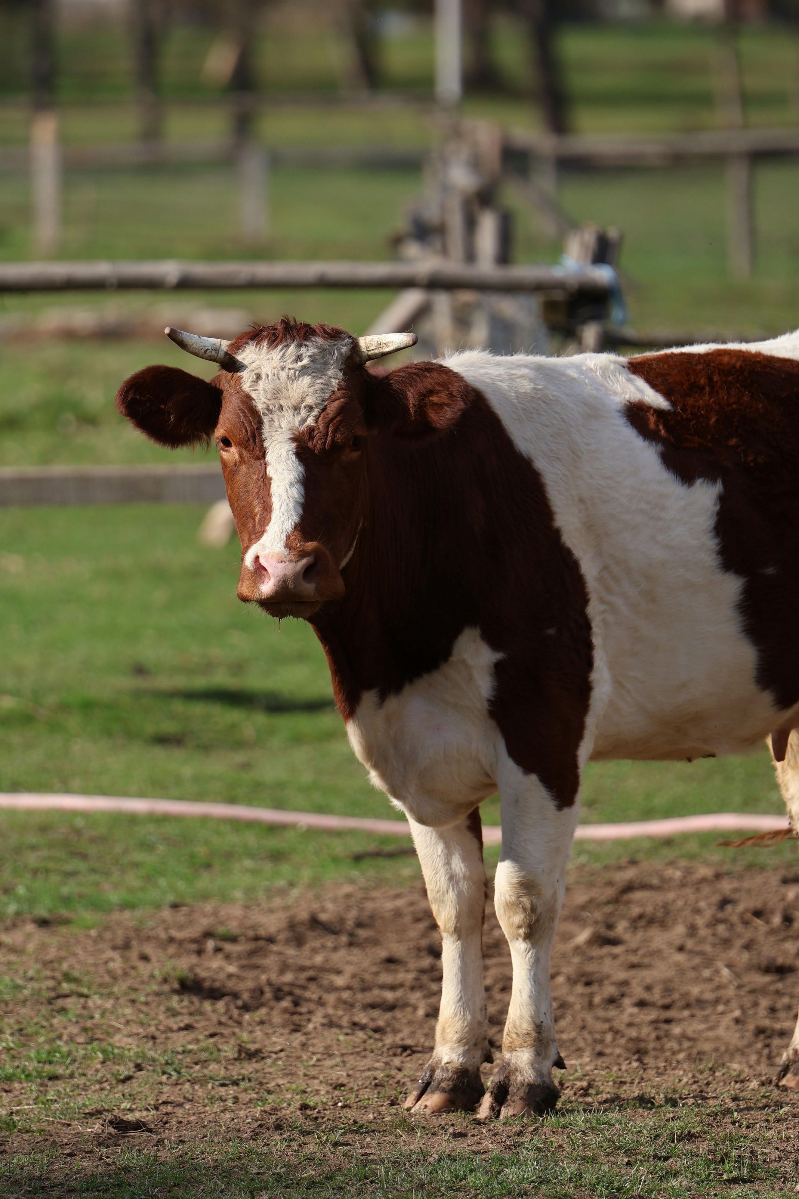 Red-and-White Cow Standing in a Pasture with Weathered Fences