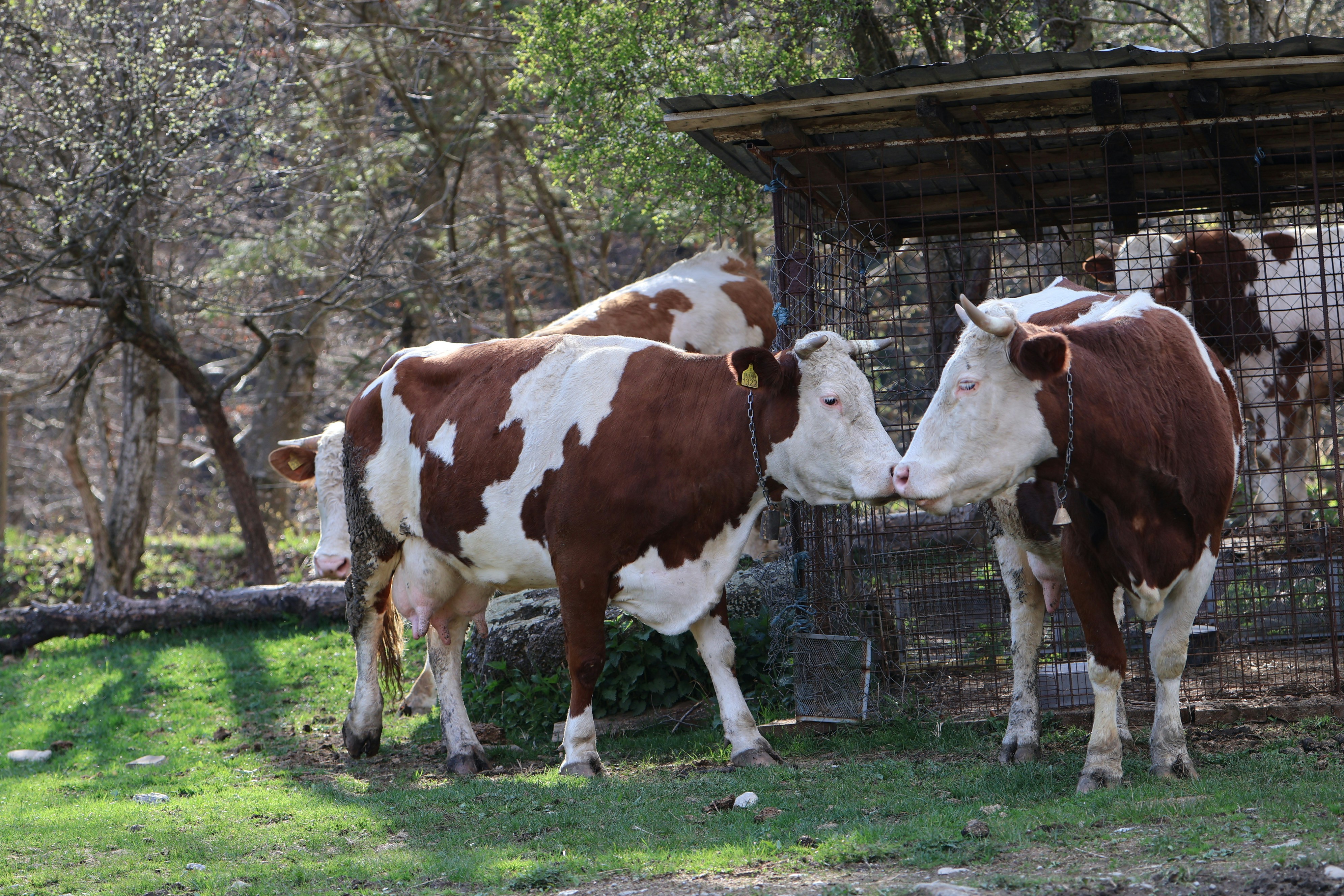 Curious Calves: Two Brown-and-White Cows Share a Moment at the Shelter