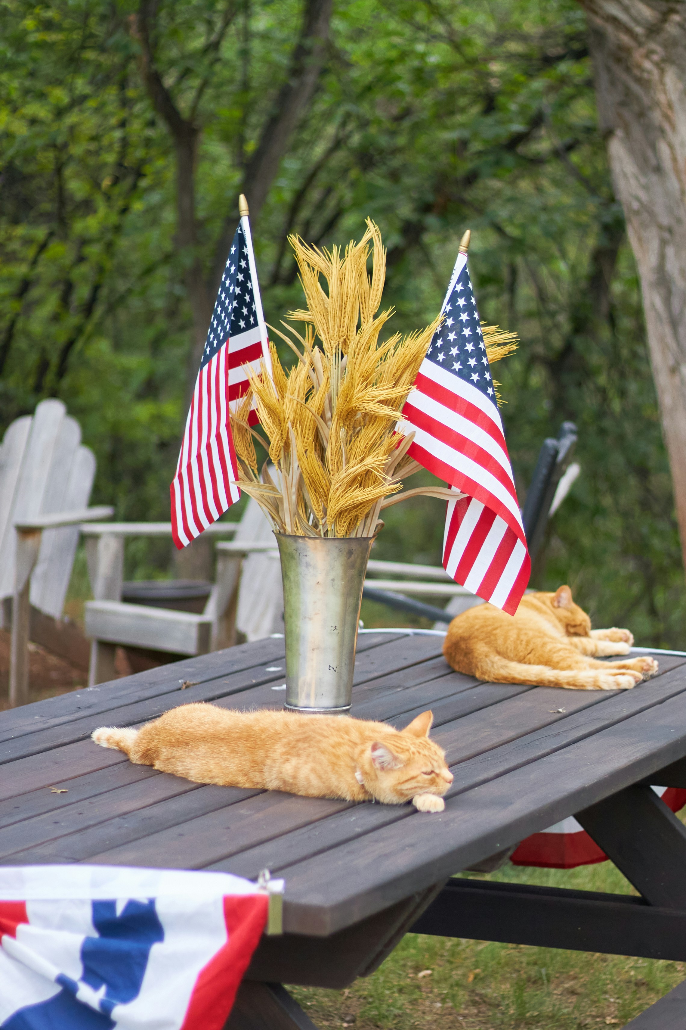 Patriotic Tray: Quiet Cats and Harvest on a Picnic Table