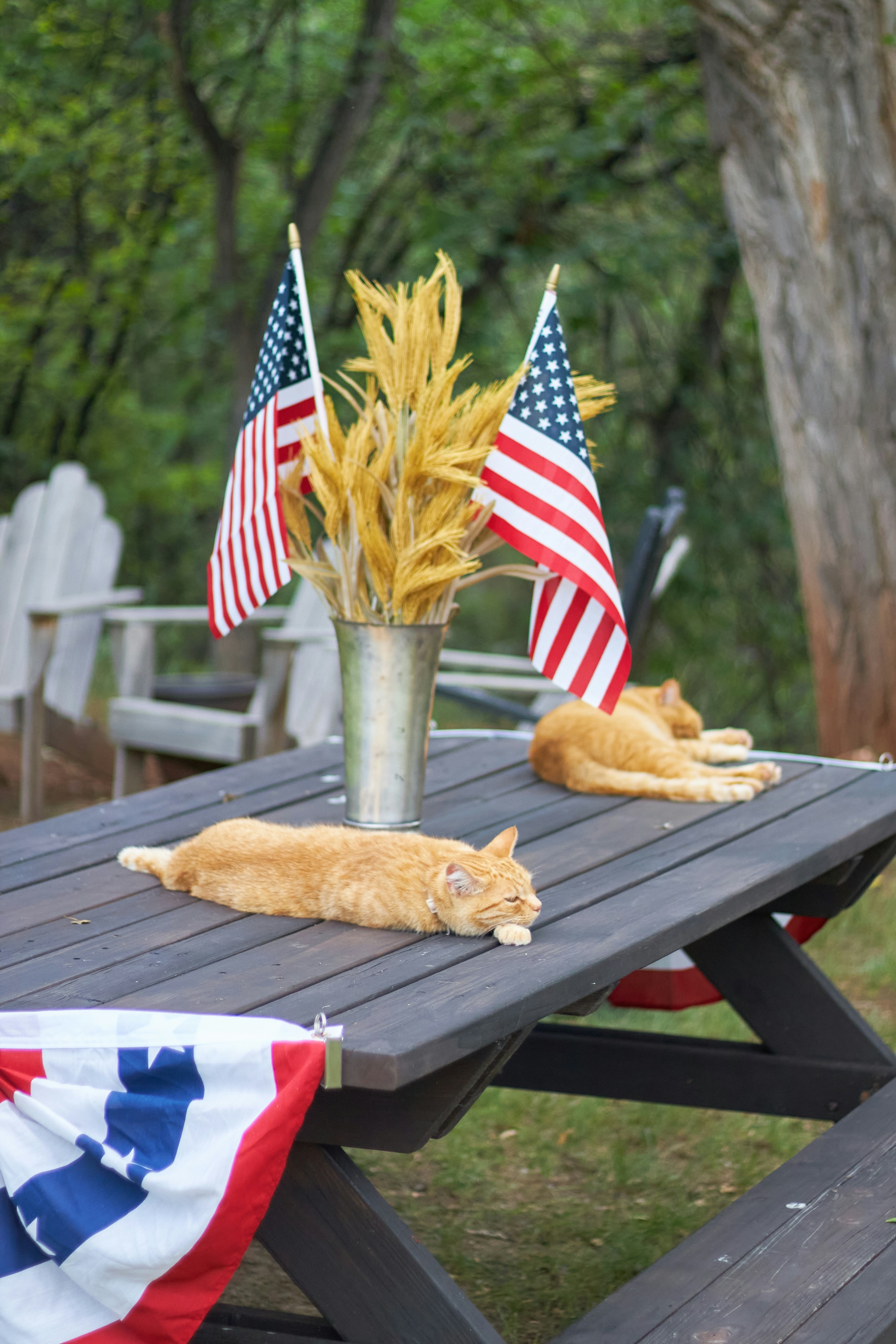 Two orange cats rest on a dark picnic table adorned with American flags and a vase of dried grasses in a park-like setting.
