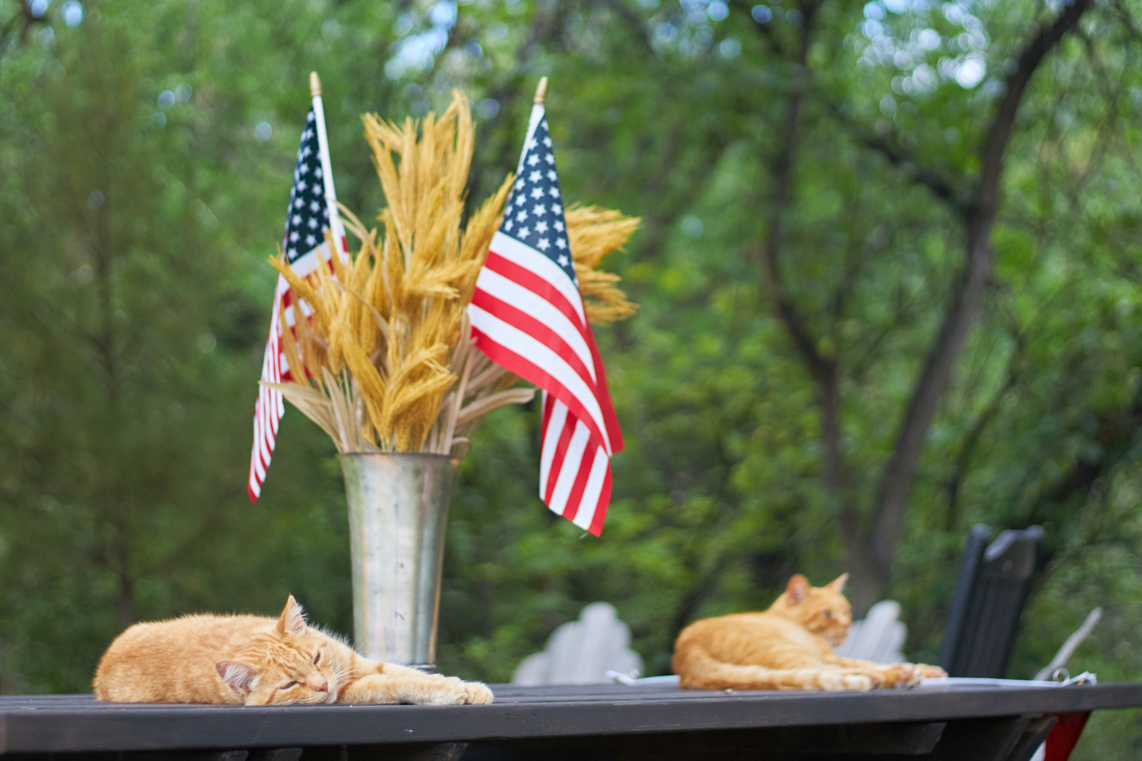 Sunlit Slumber: Cats Listens to the American Flag Stillness