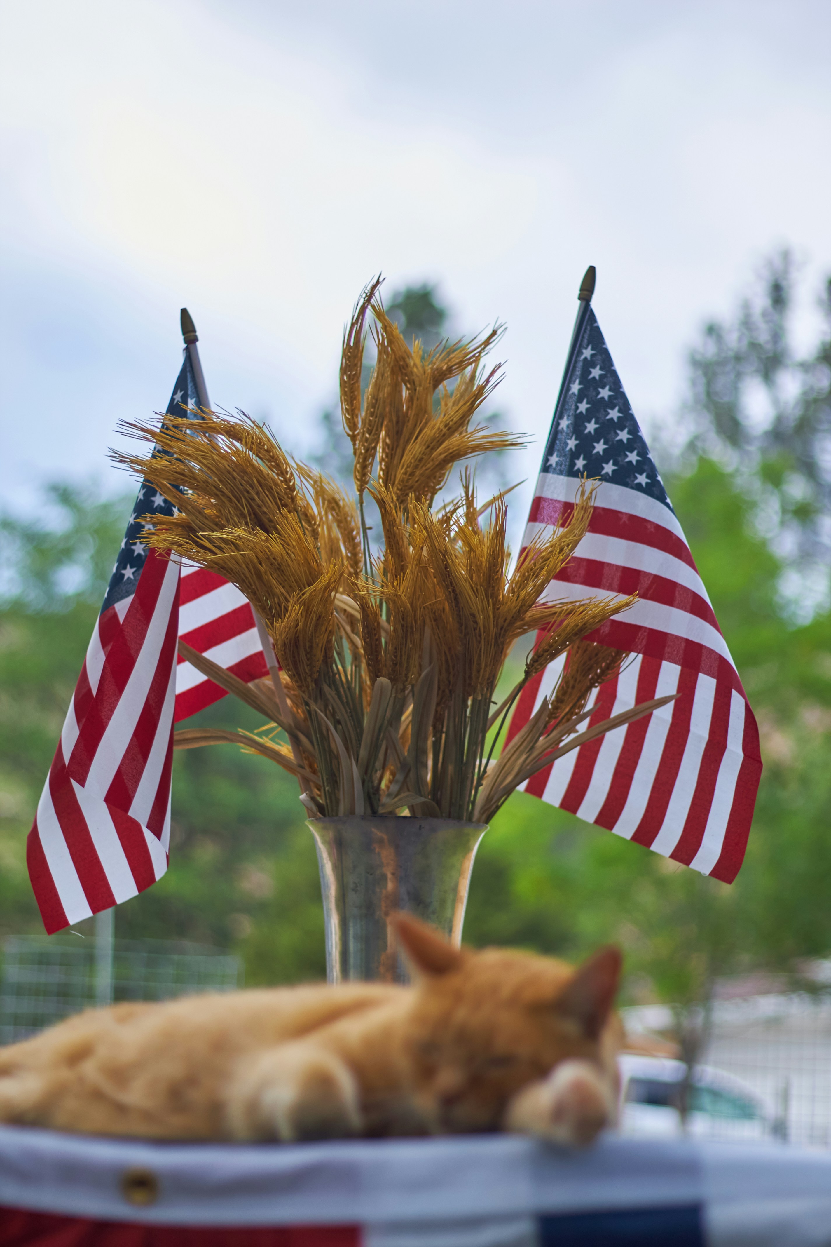 Flagged Felines and Corn Stalks: A Quiet Memorial