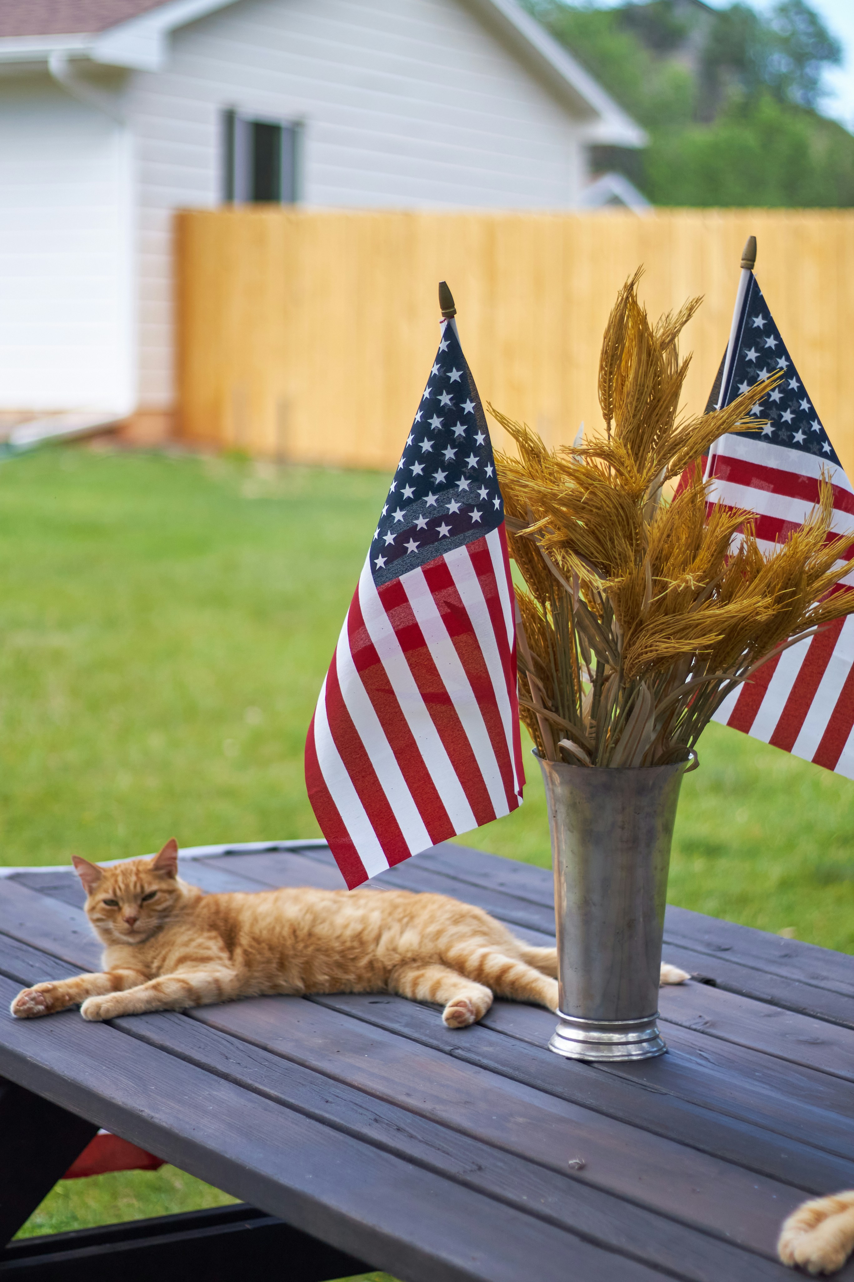 Sunlit Taboo: A Cat Resting by Patriotic Bundles on a Wooden Table